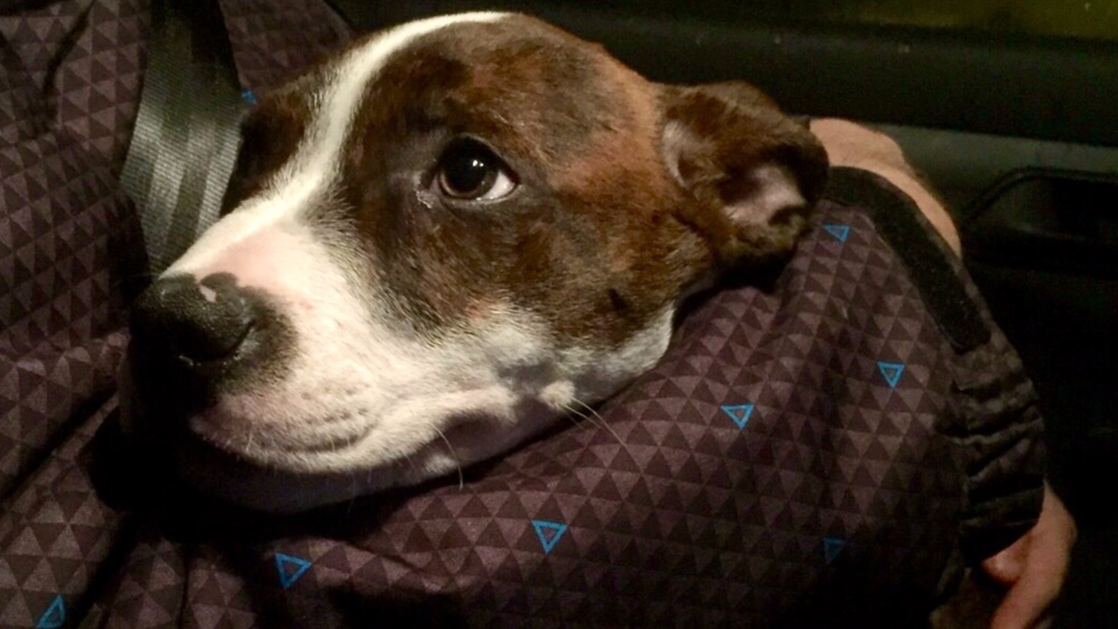 Appeal after puppy attacked by teenagers in Birmingham | ITV News Central