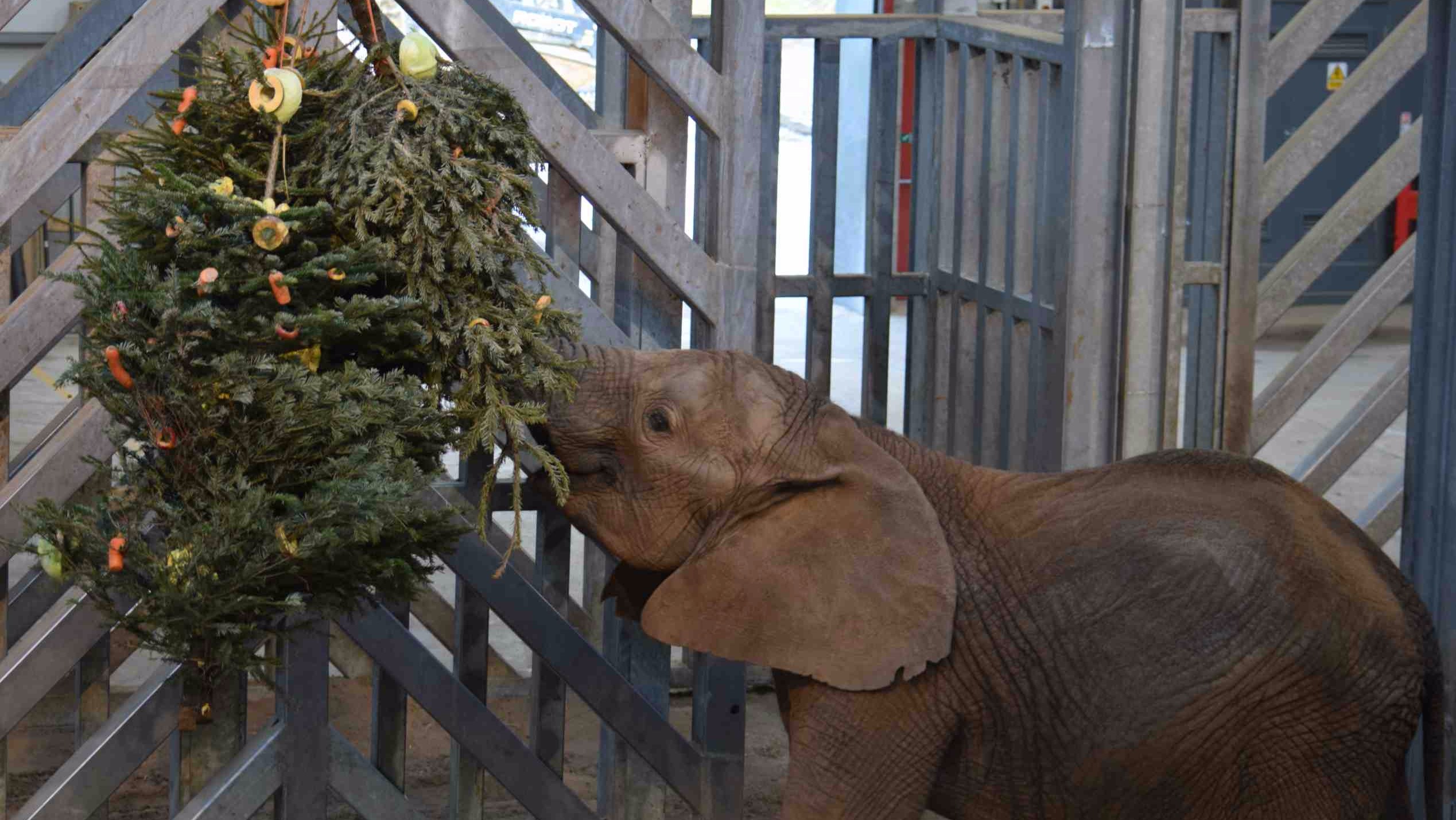 Old Christmas trees are new toys for Noah's Ark animals | ITV News West ...