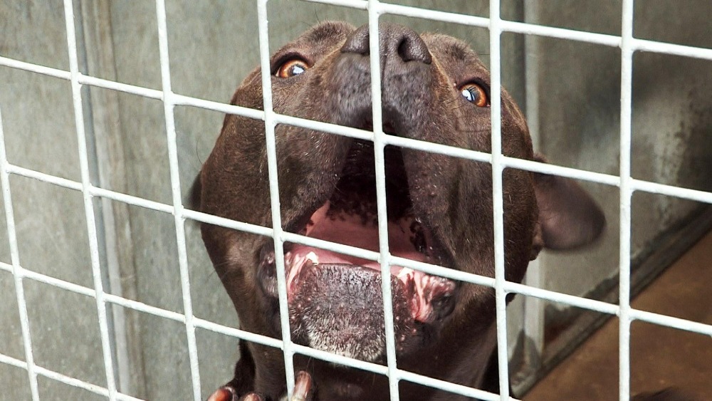 Barking Mad? Tonight ITV 1, 8PM | ITV News