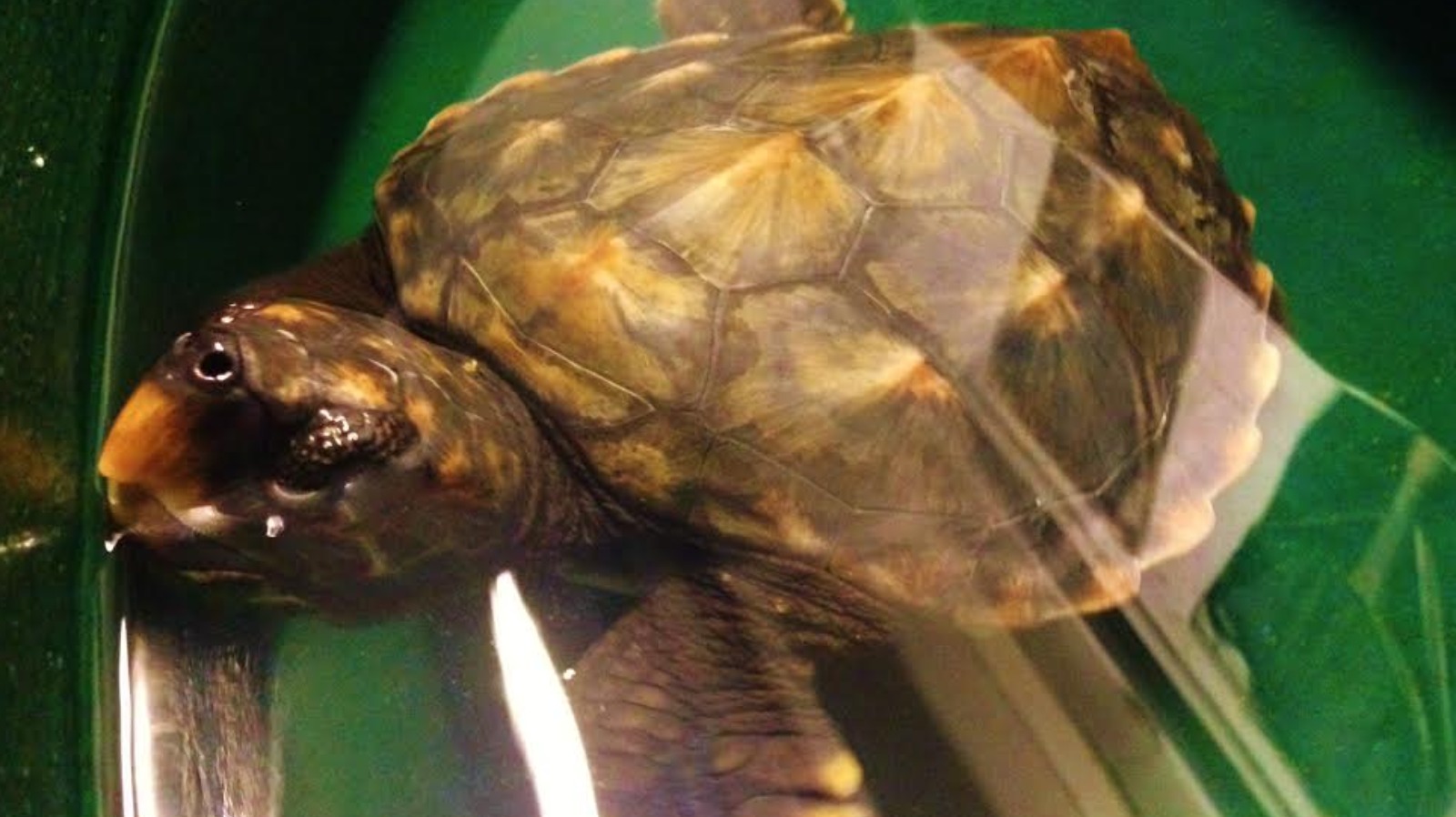 'Extremely weak' rescue turtle beginning to recover | ITV News West Country