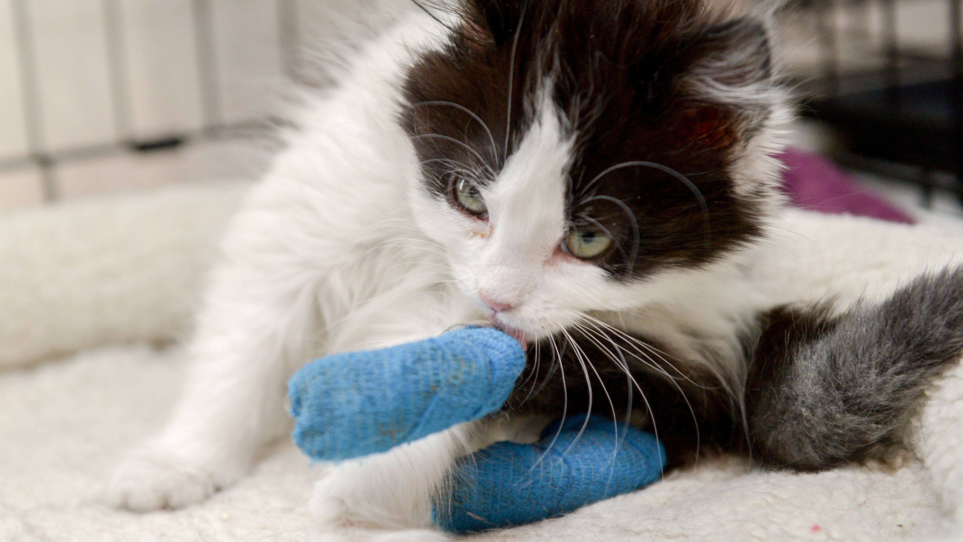 Kitten in intensive care after having paws cut off | ITV News London