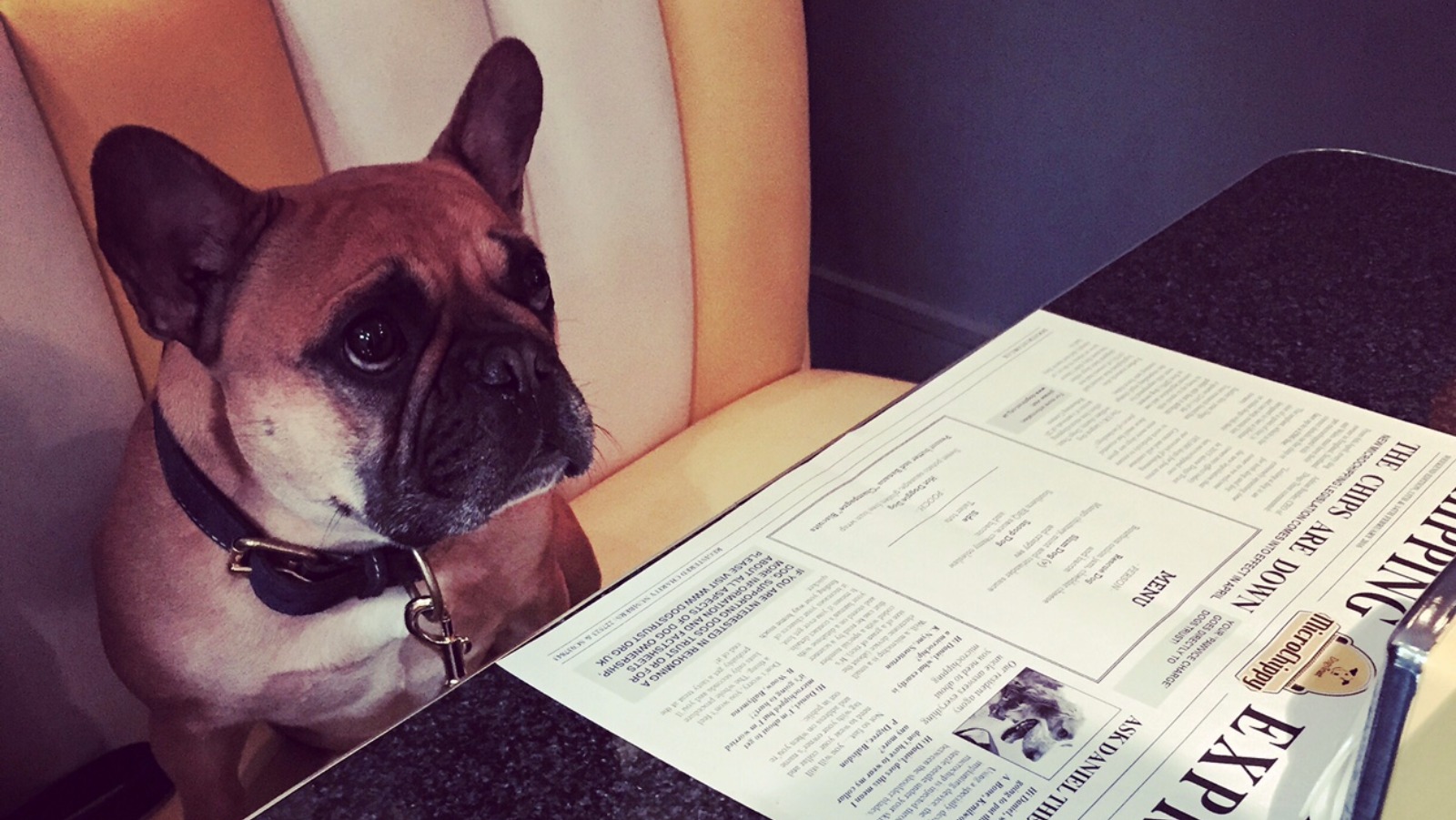 Pets and owners share meals at new restaurant | ITV News London