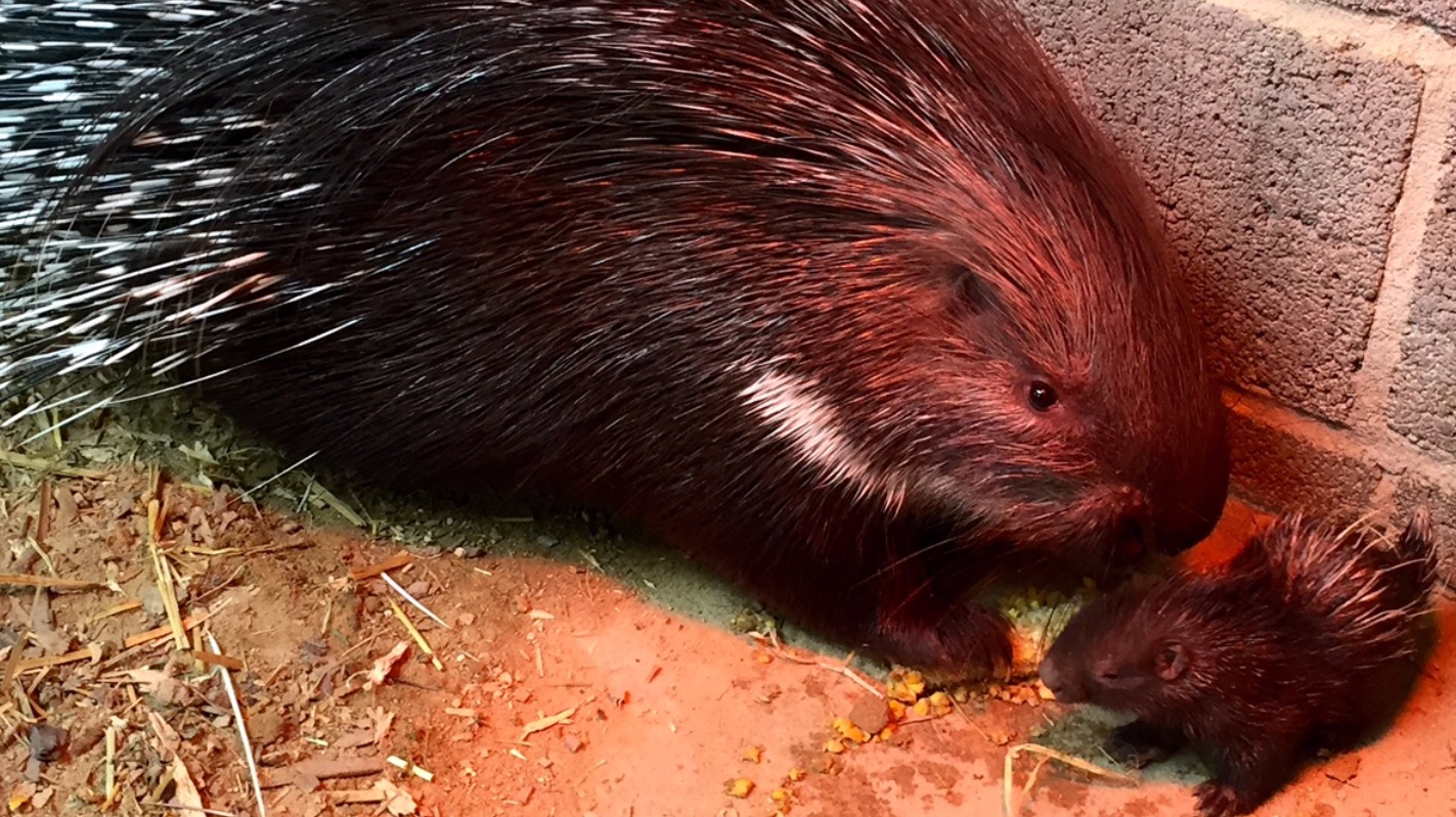 Prickly but adorable porcupine twins born in Dartmouth | ITV News West ...