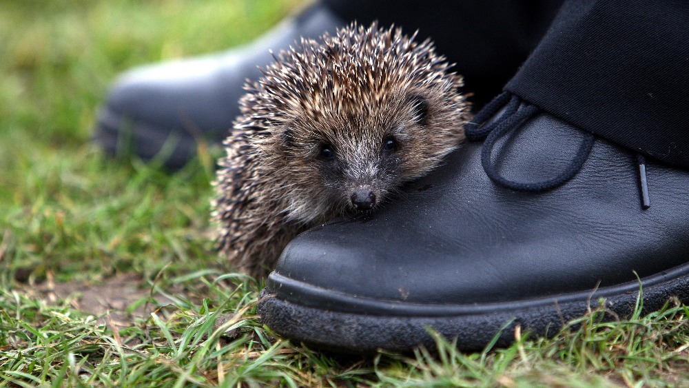 Spike in number of hedgehog injuries | ITV News Central
