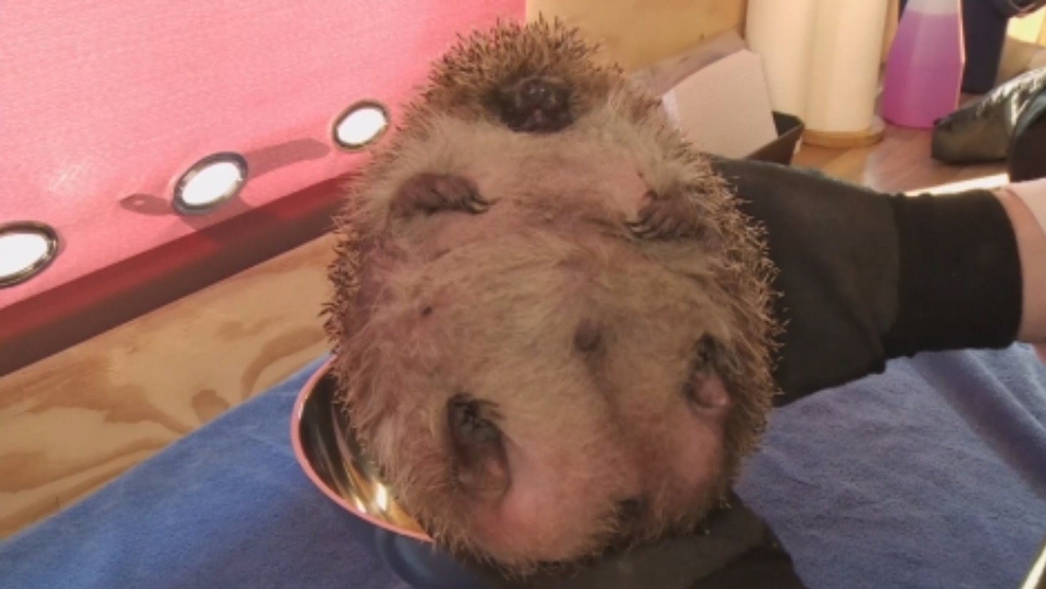 Is this the fattest hedgehog in the West? | ITV News West Country