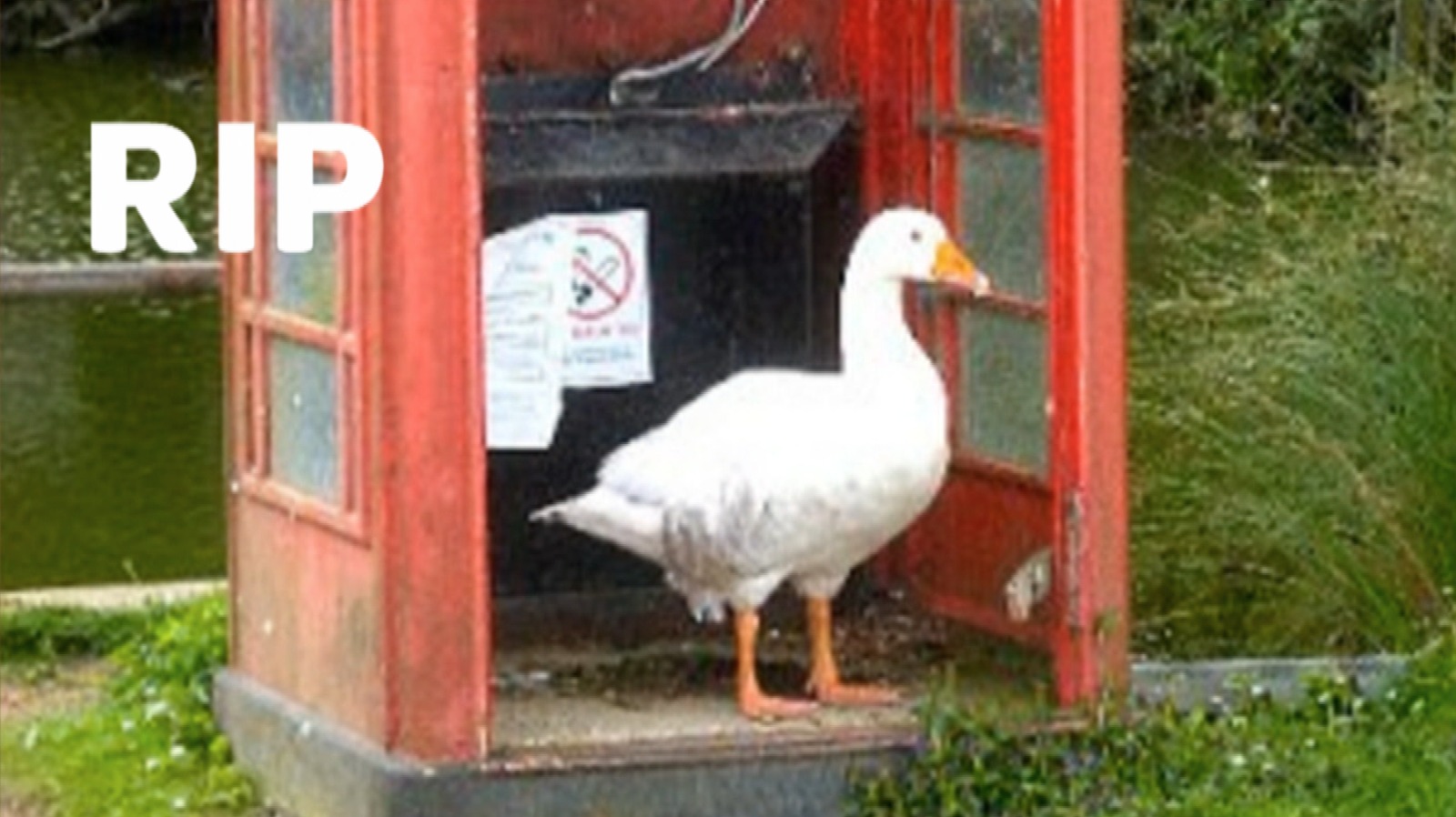 Village in mourning after goose killed in drive-by shooting | ITV News ...