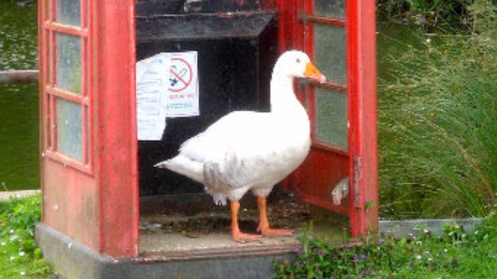 Reward to catch goose killer who 'shot bird in drive-by shooting' | ITV ...
