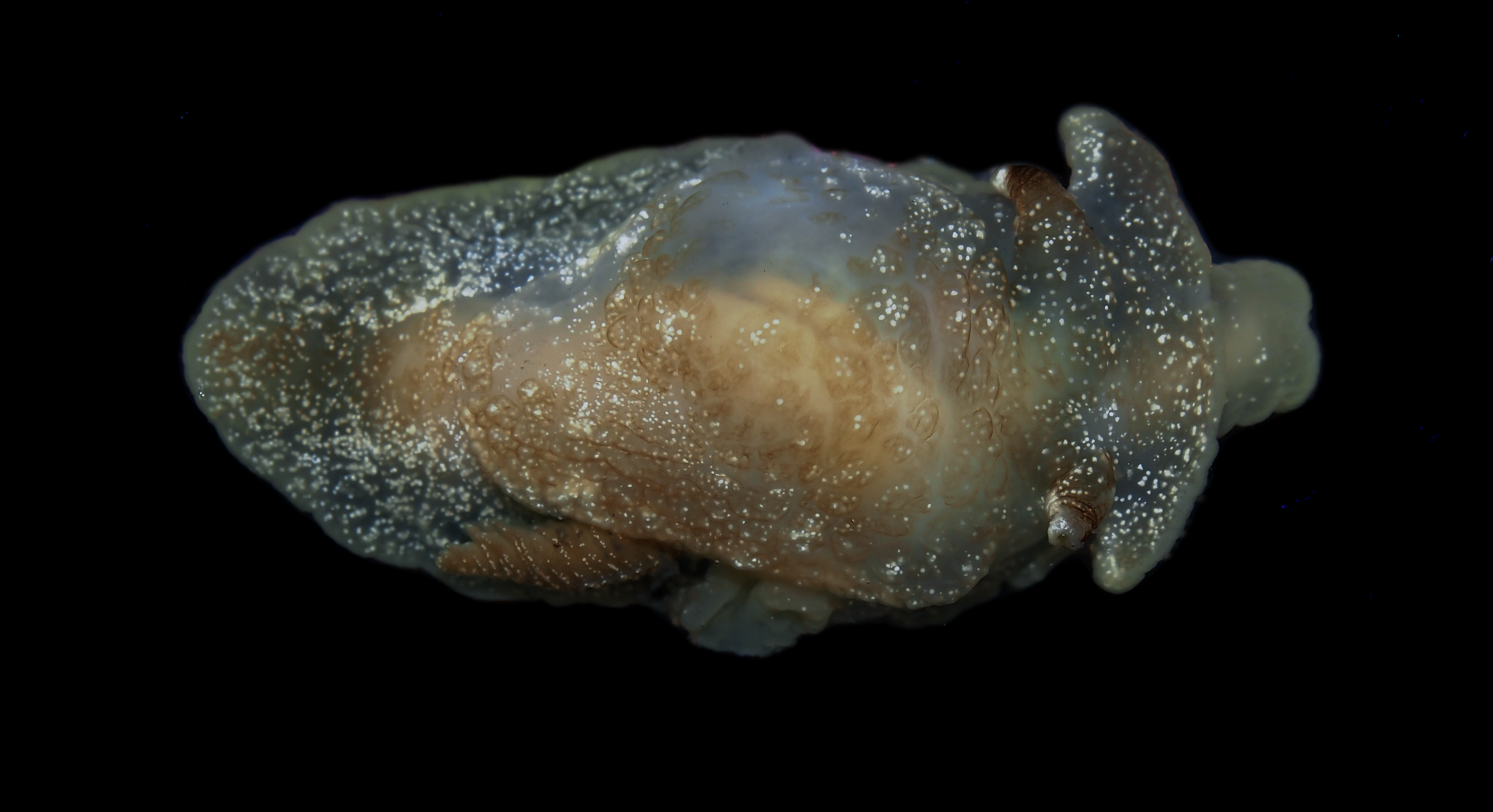 Pleurobranchaea britannica: New species of sea slug discovered off the ...