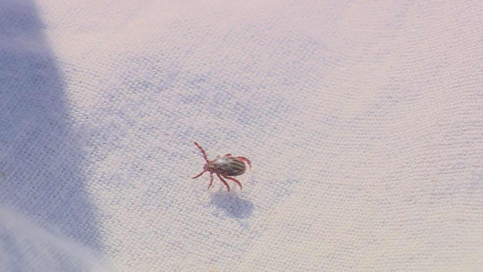 How to spot the symptoms of deadly animal tick disease | ITV News Anglia