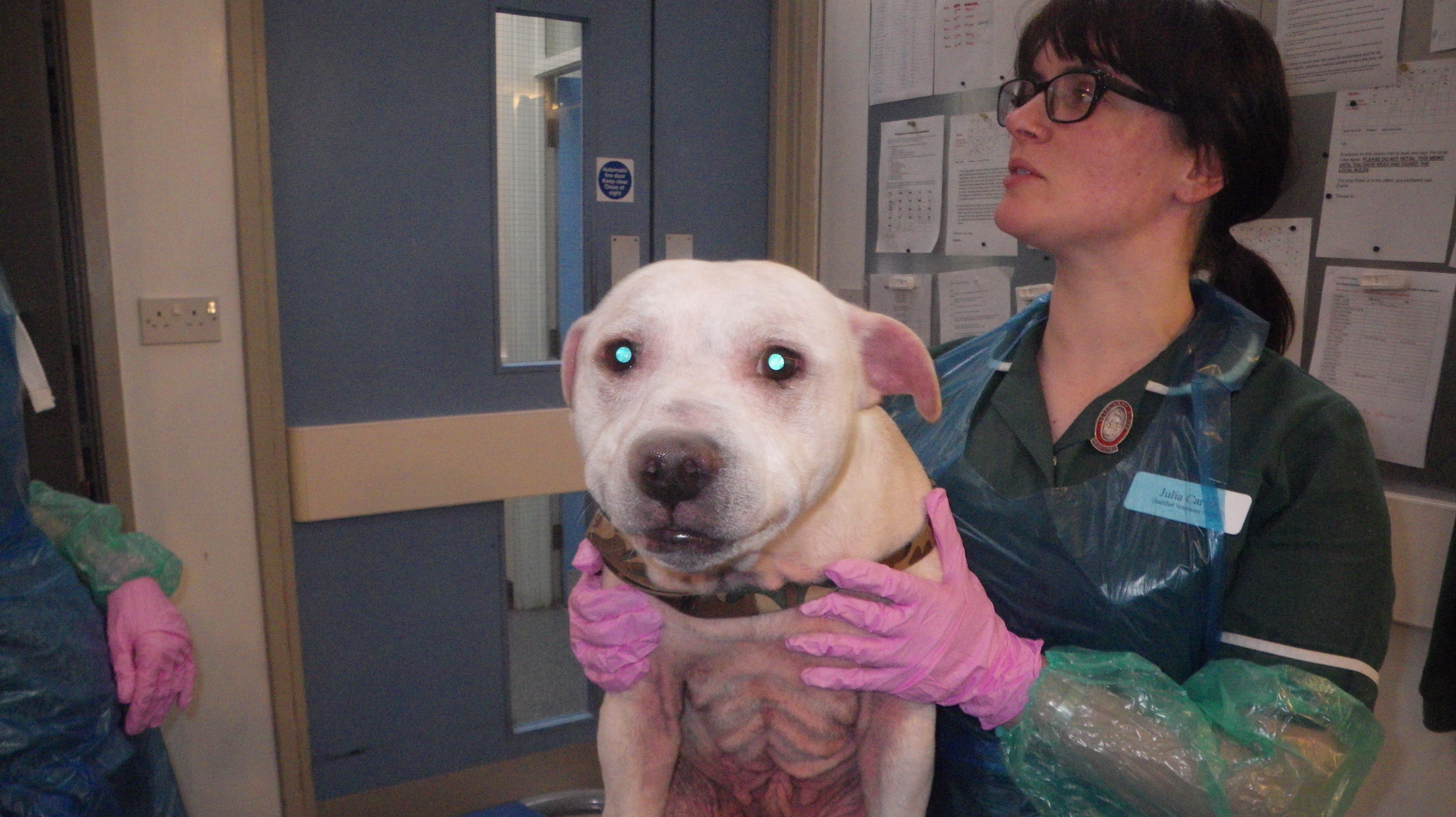 RSPCA investigating after collapsed dog found in park | ITV News West ...