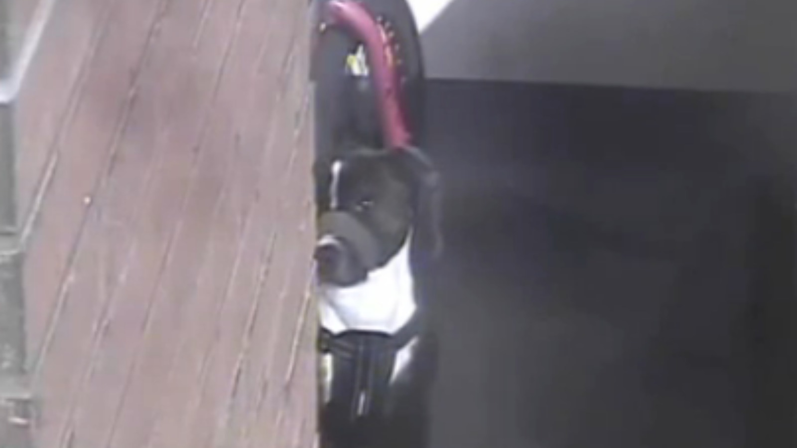 Footage captures man cruelly tormenting dog | ITV News Granada