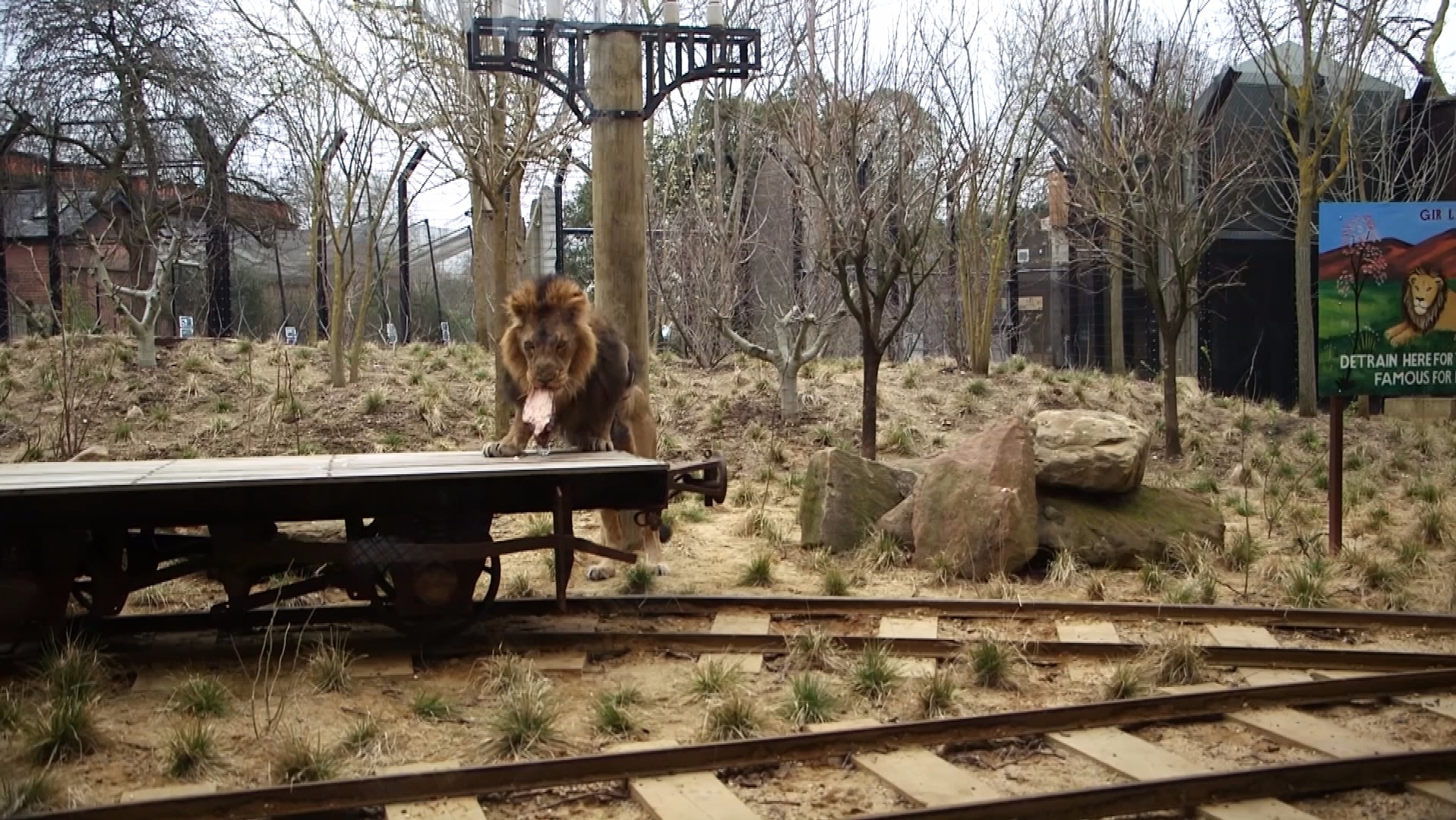 First look at new Indian temple-themed lion exhibit at London Zoo | ITV ...
