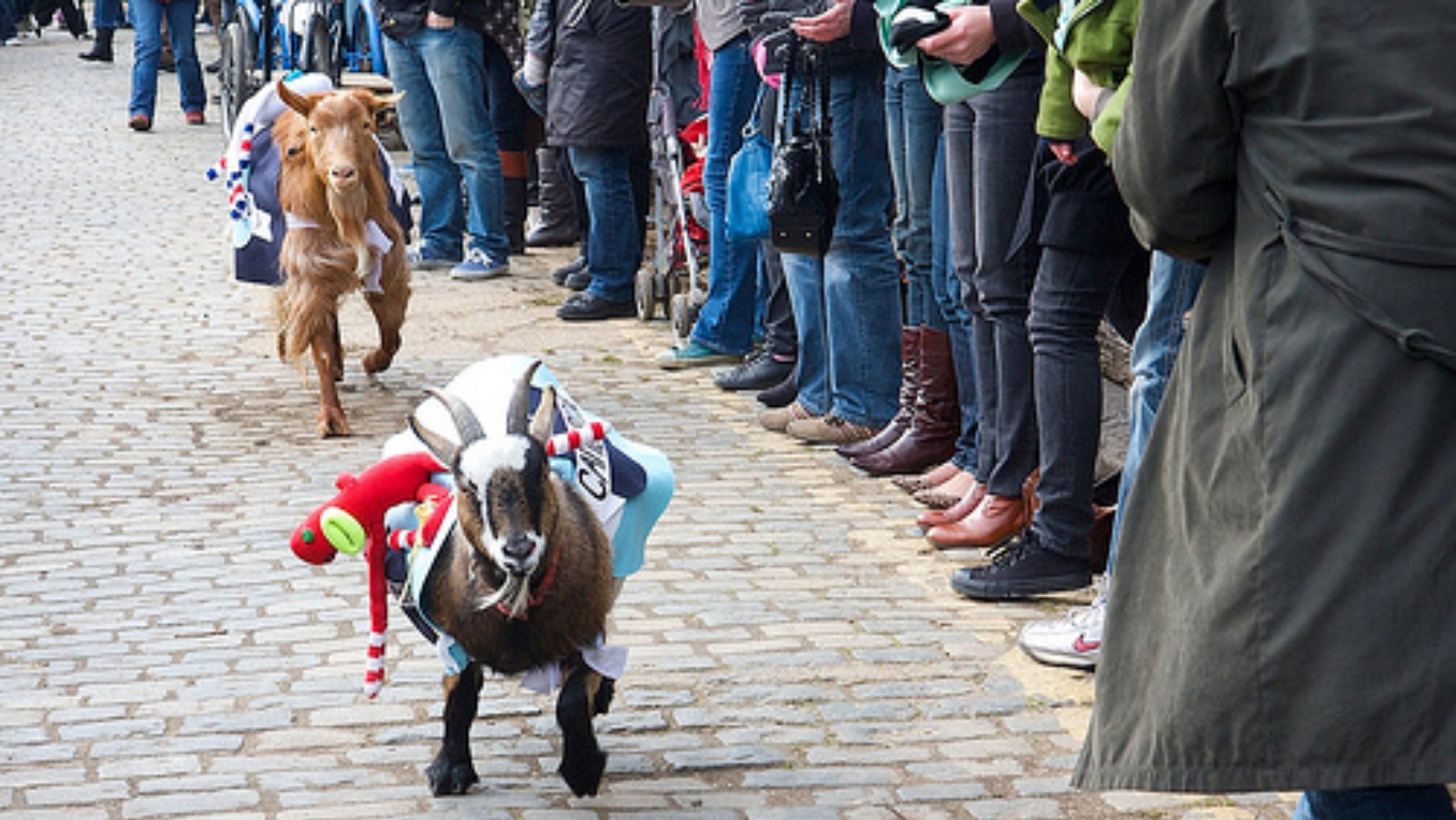 Everything you need to know about The Goat Race 2016 | ITV News London