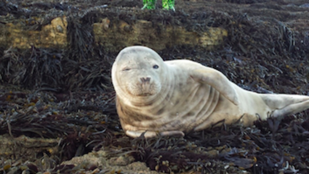Winking seal spotted in Hartlepool | ITV News Tyne Tees