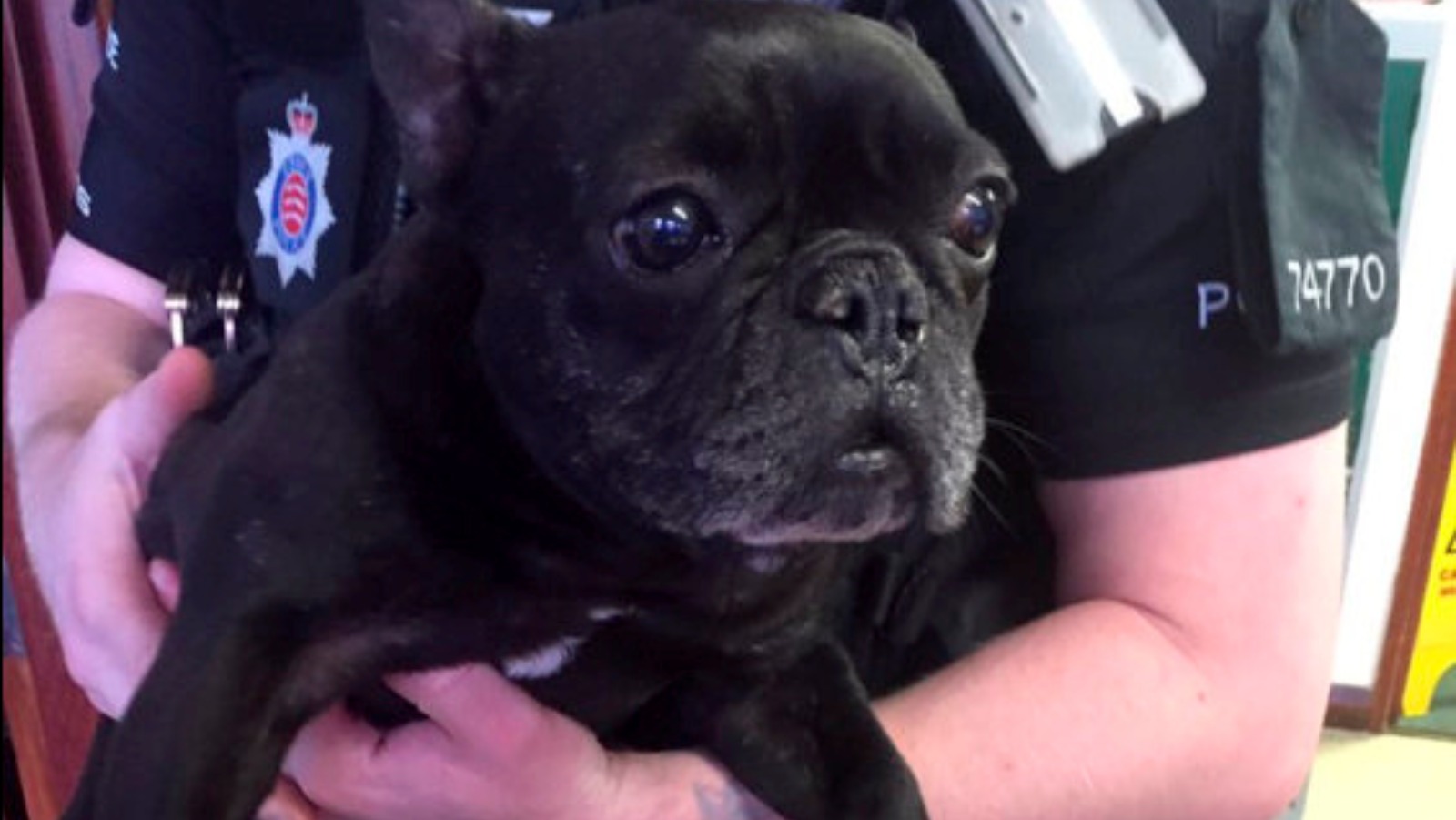 French Bulldog rescued after being punched, kicked and strangled | ITV ...