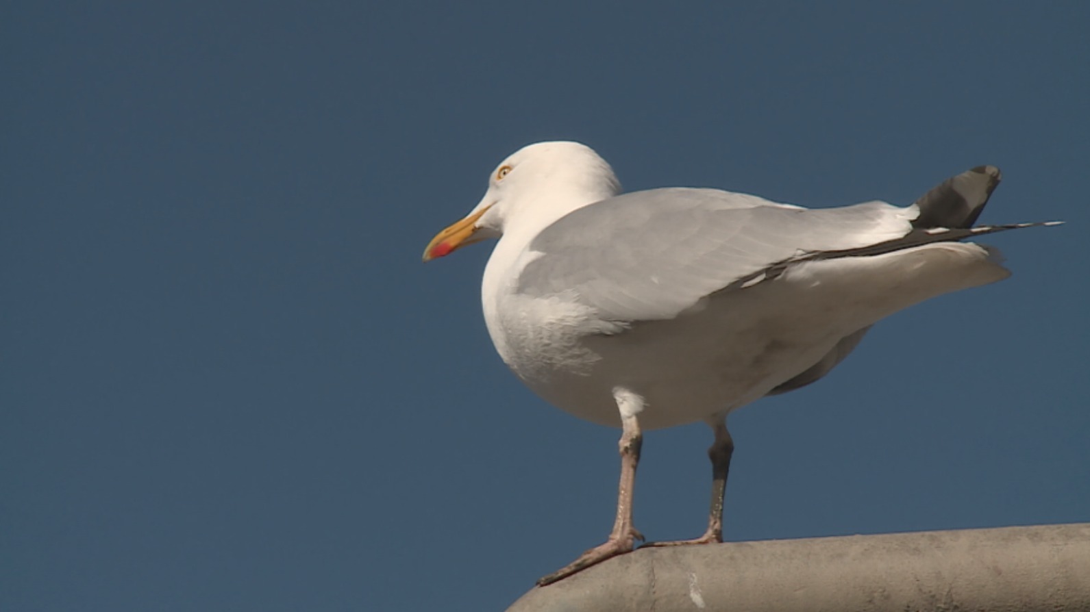 This Welsh town is planning a 'seagull committee' to cut down on ...