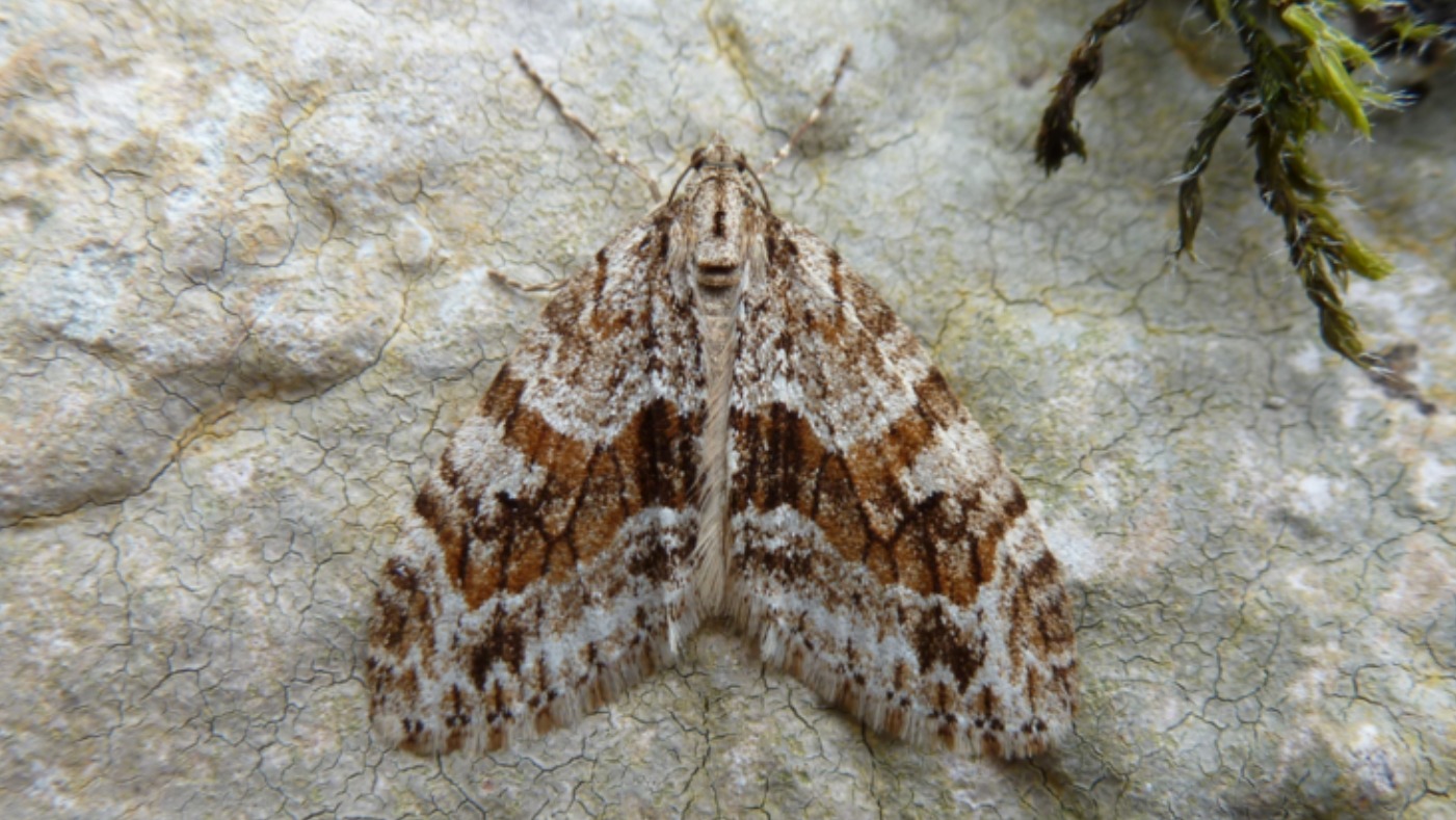 Extremely rare moth discovered in Wales | ITV News Wales