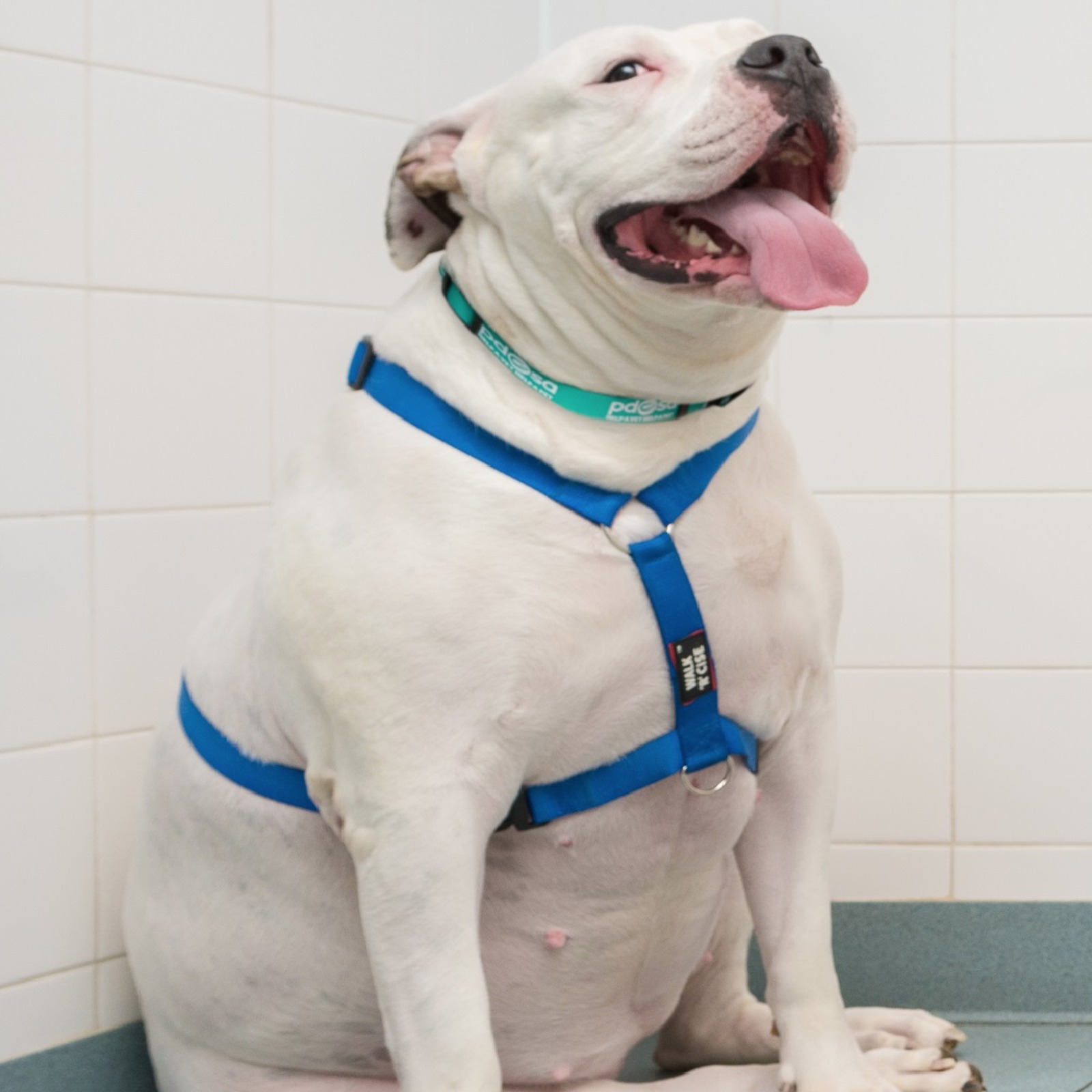 Are Bulldogs Overweight