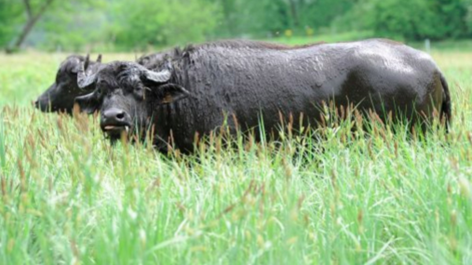 Escaped water buffalo shot dead after injuring man | ITV News Central