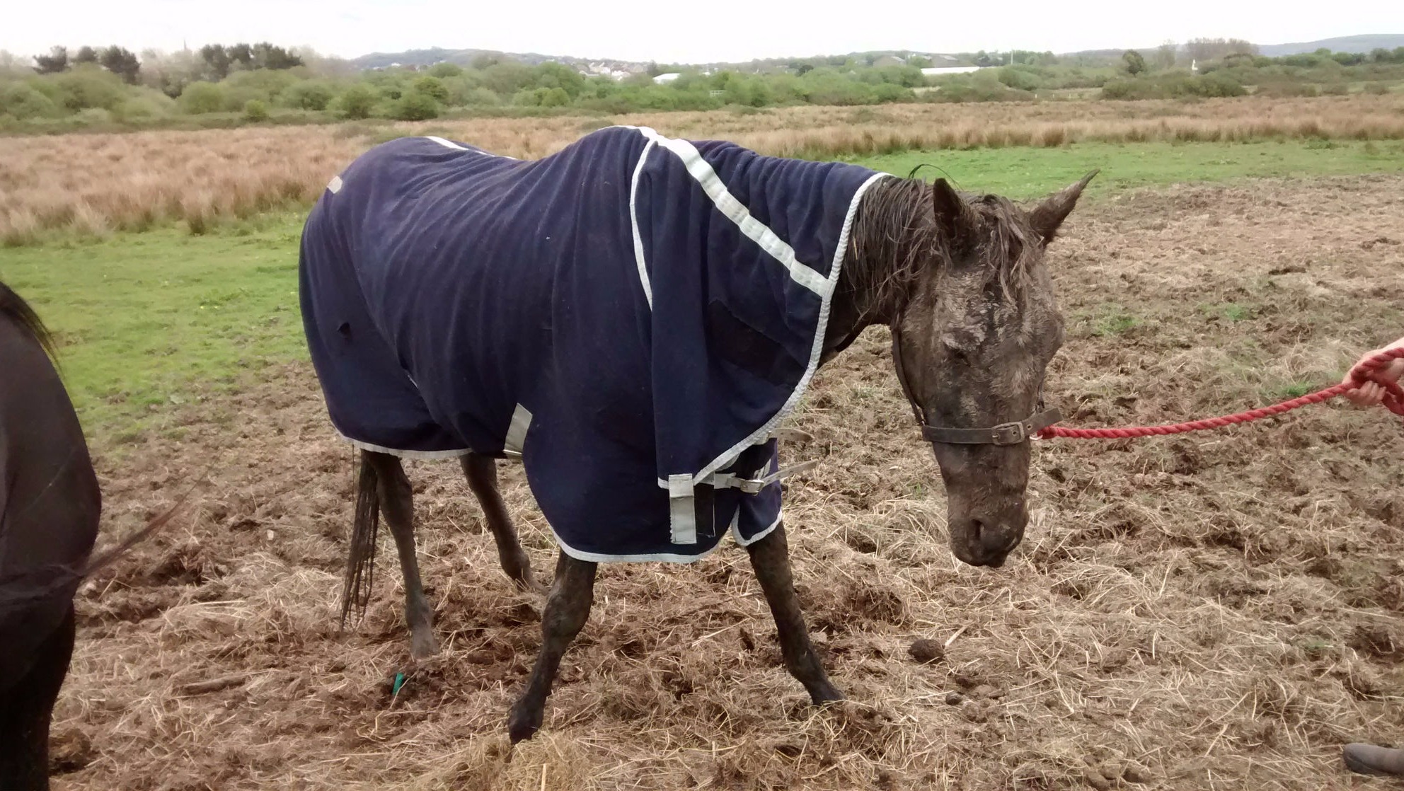 This horse was rescued from the mud - can you help find its owner ...