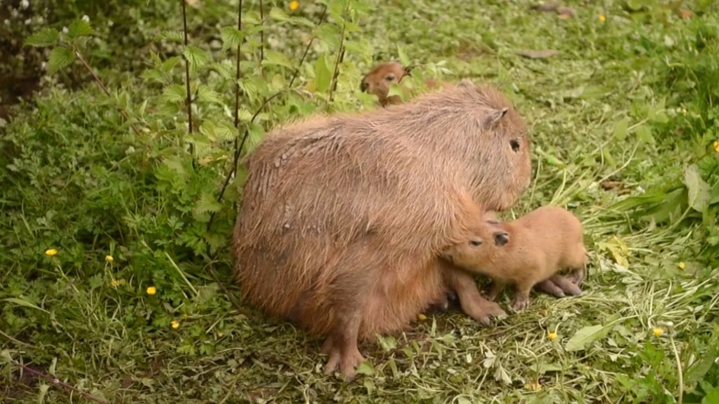 World's largest rodents spotted breeding in Chester | ITV News Granada