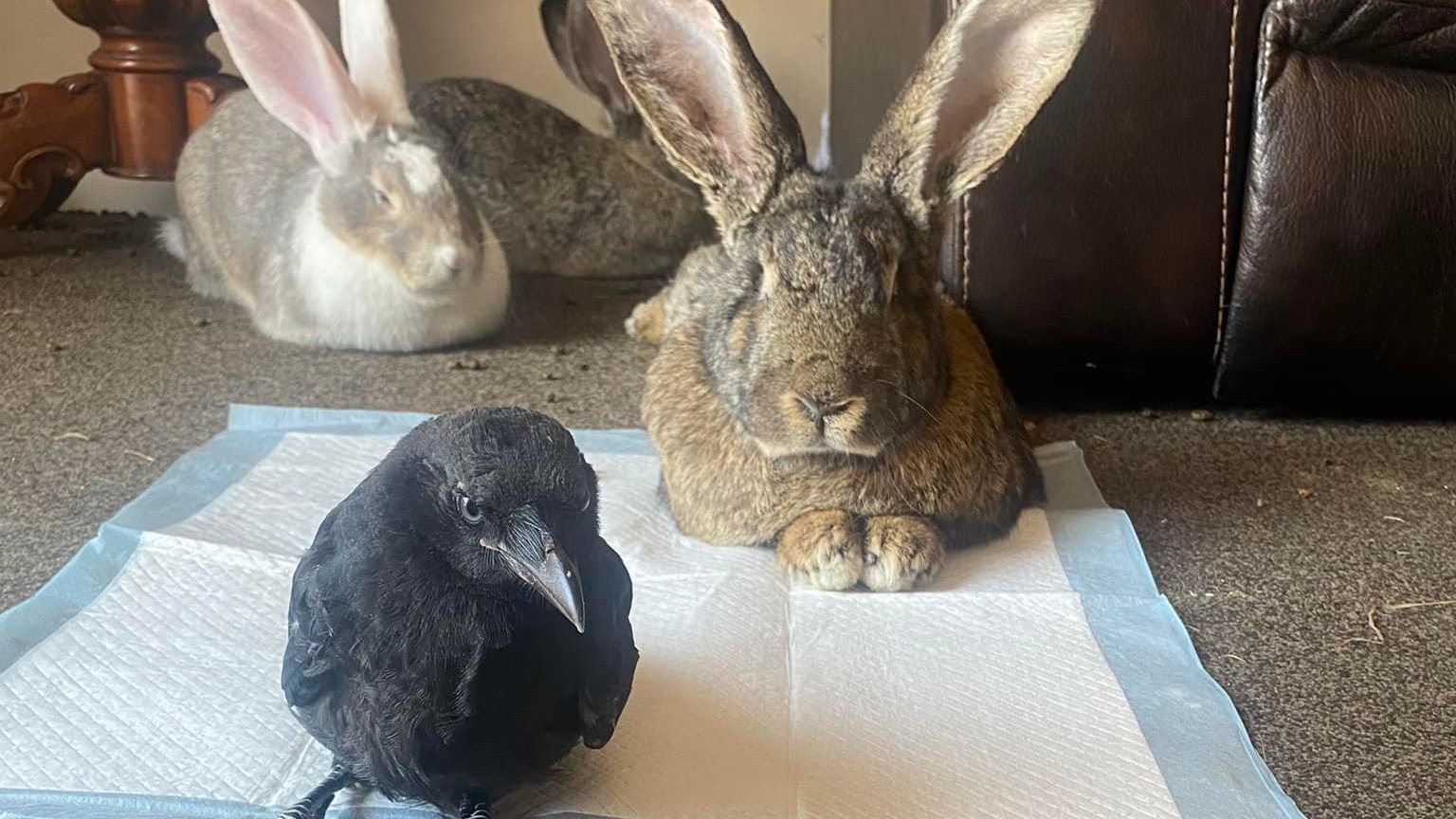 Jake the rescued crow from Wakefield is convinced he is a giant rabbit ...