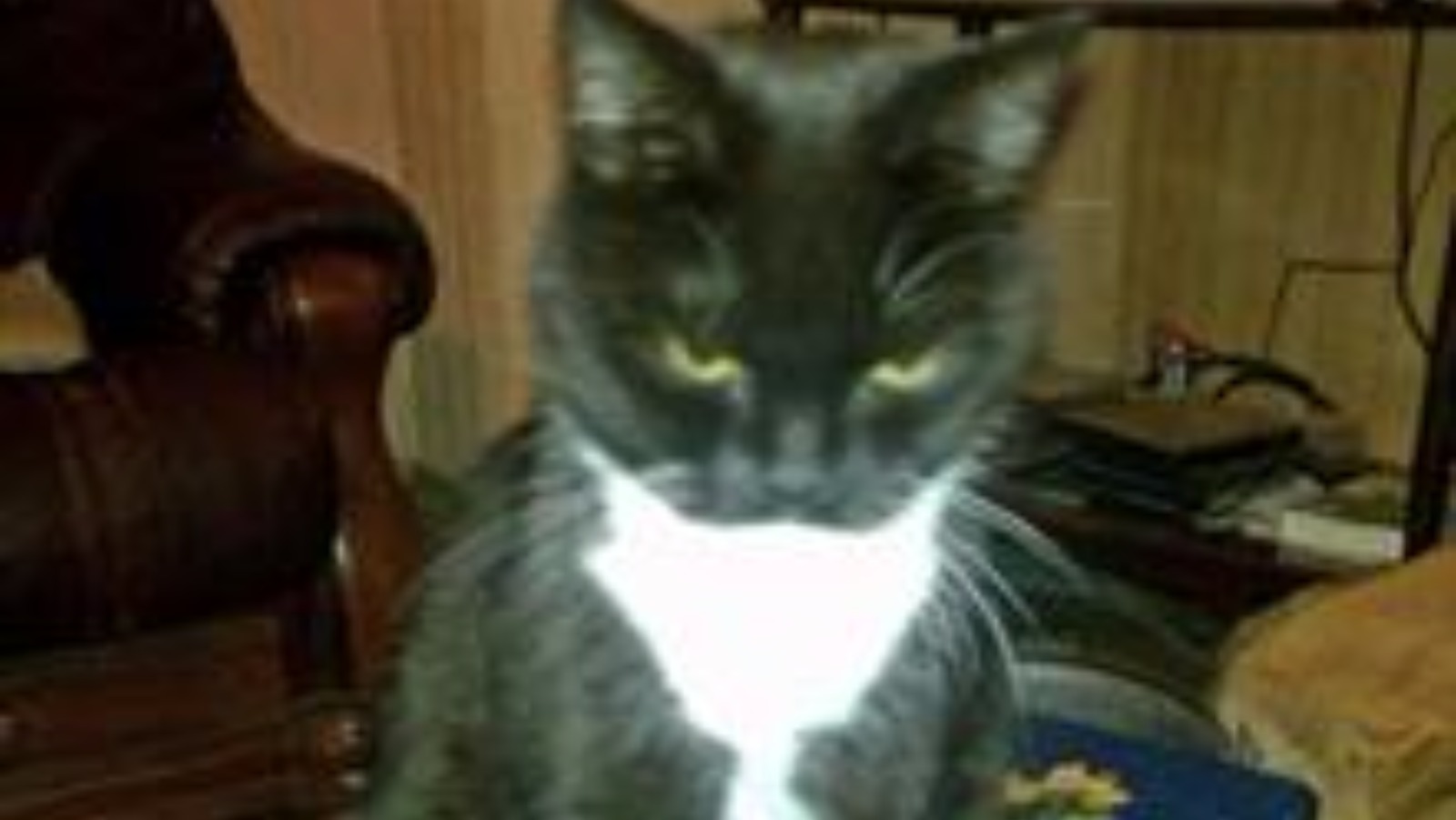 Cat shot dead in 'brutal' attack in Derbyshire | ITV News Central