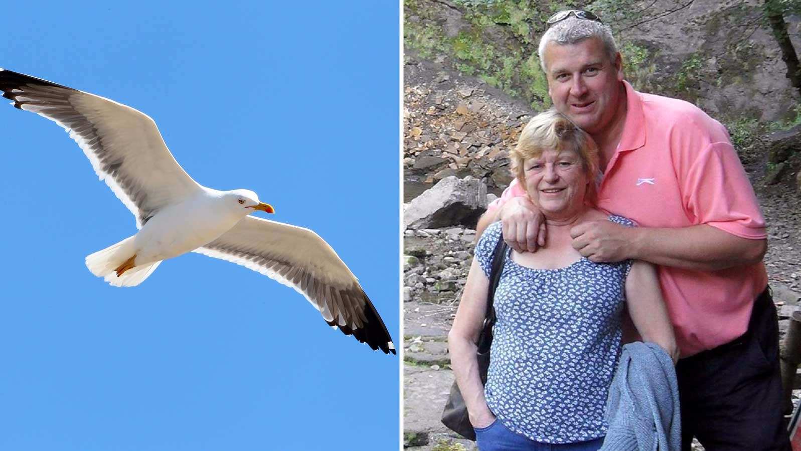 99 problems and the birds are one: Holidaymaker fined £80 after ...