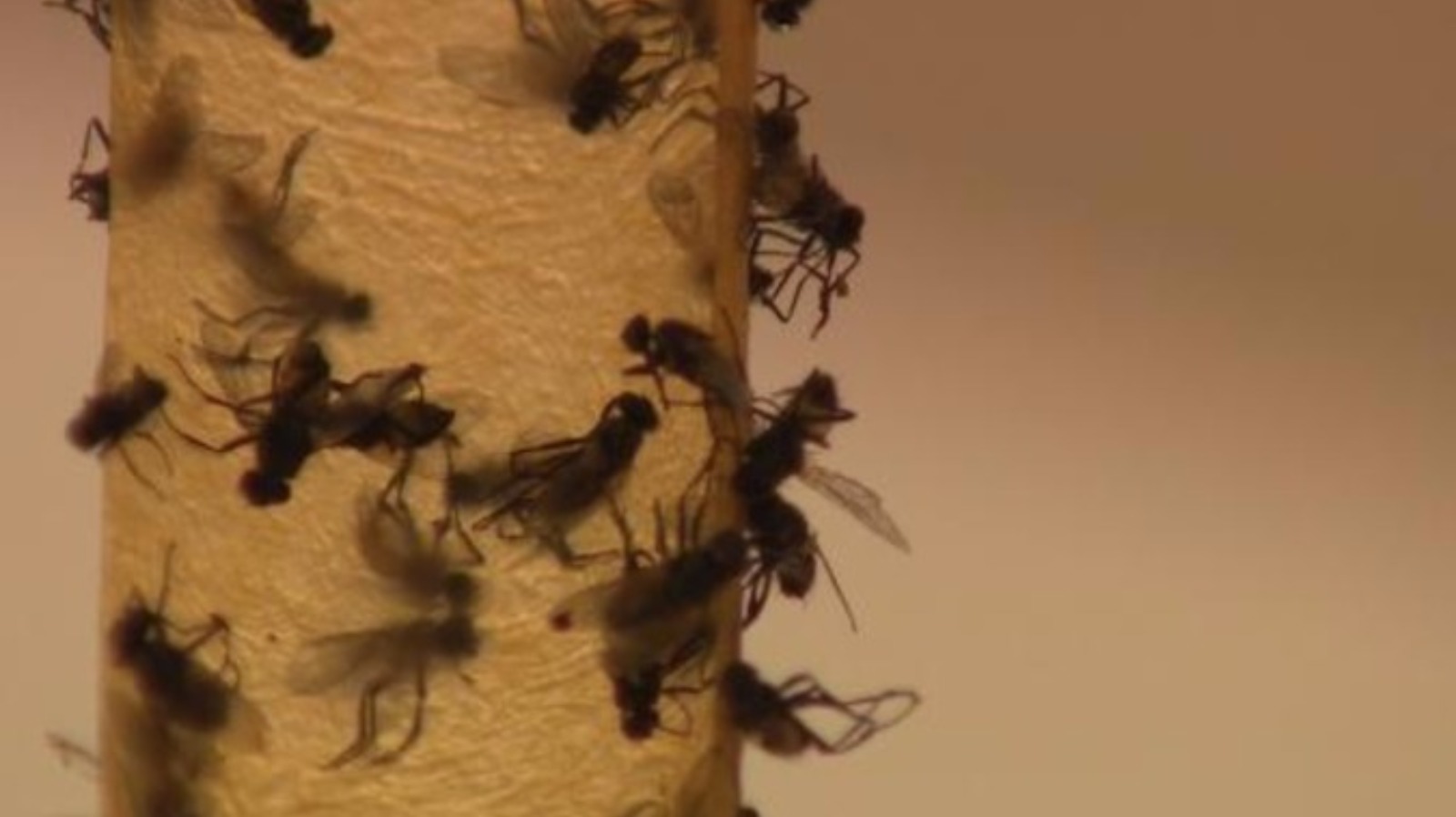 Petition calls for fly infested recycling depot to close | ITV News Central