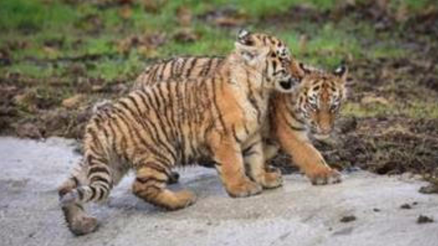 Rare tiger cubs meet their dad for the first time | ITV News Anglia