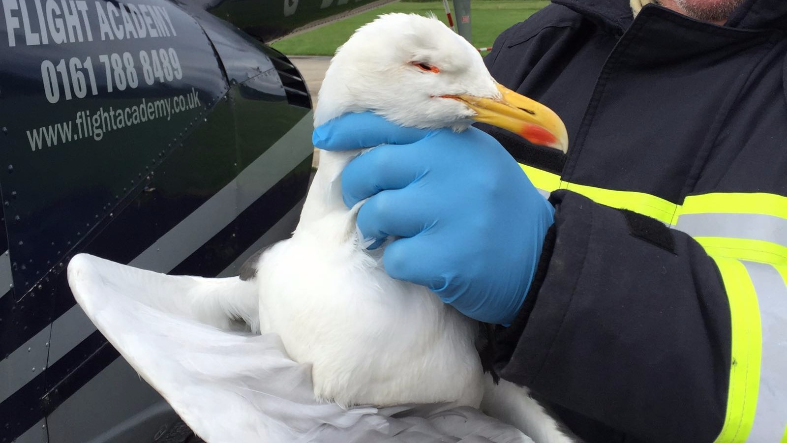Video: Moment seagull crashes through helicopter window | ITV News Granada