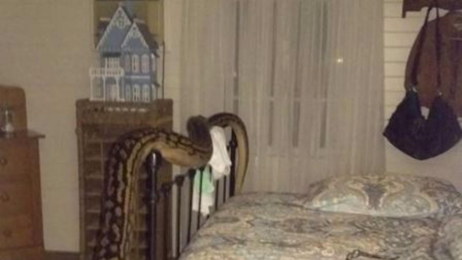 Now that's a nightmare guest! Woman finds five-metre python hanging out ...