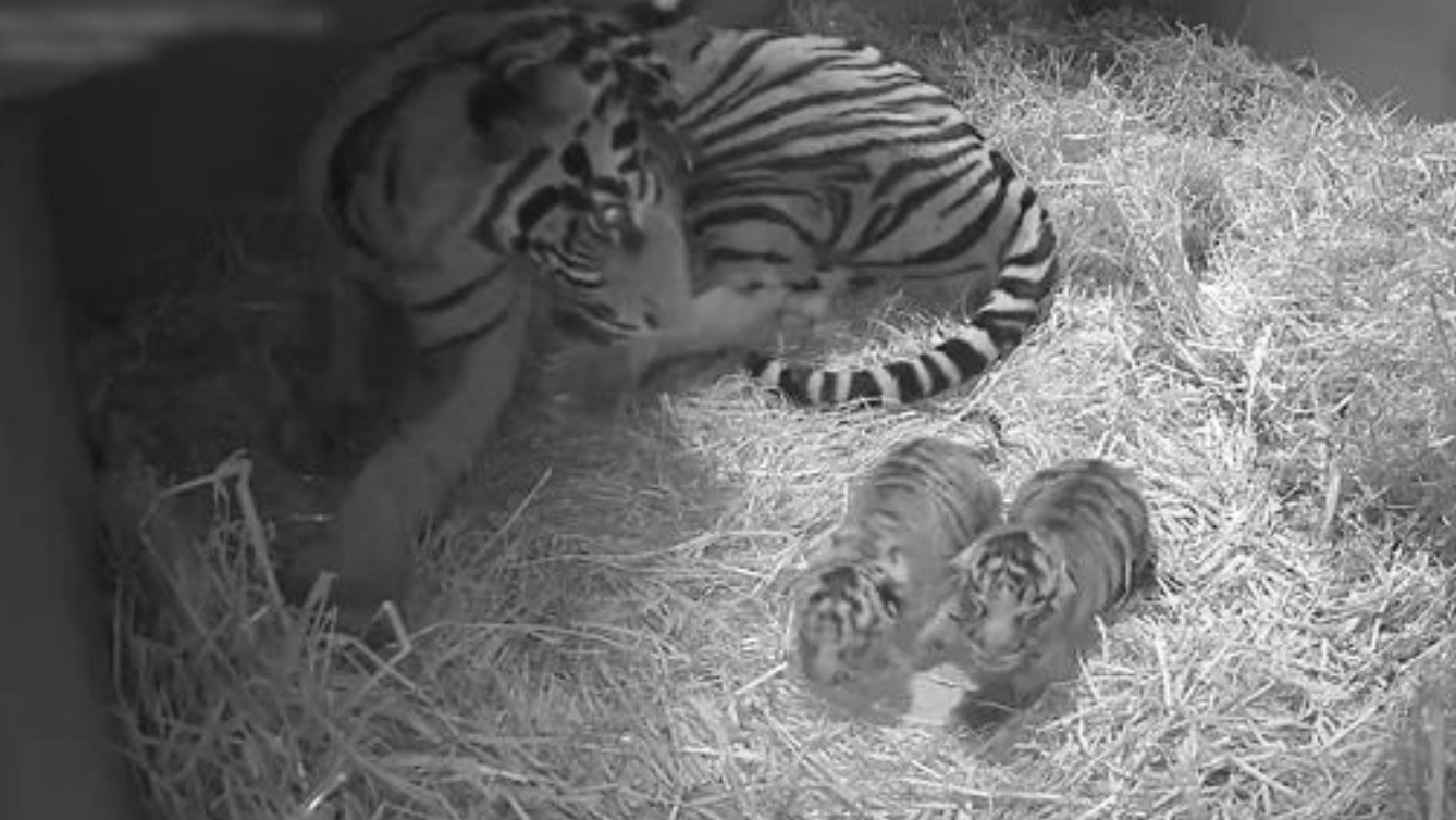 Rare tiger gives birth to pair of cubs at London Zoo | ITV News London