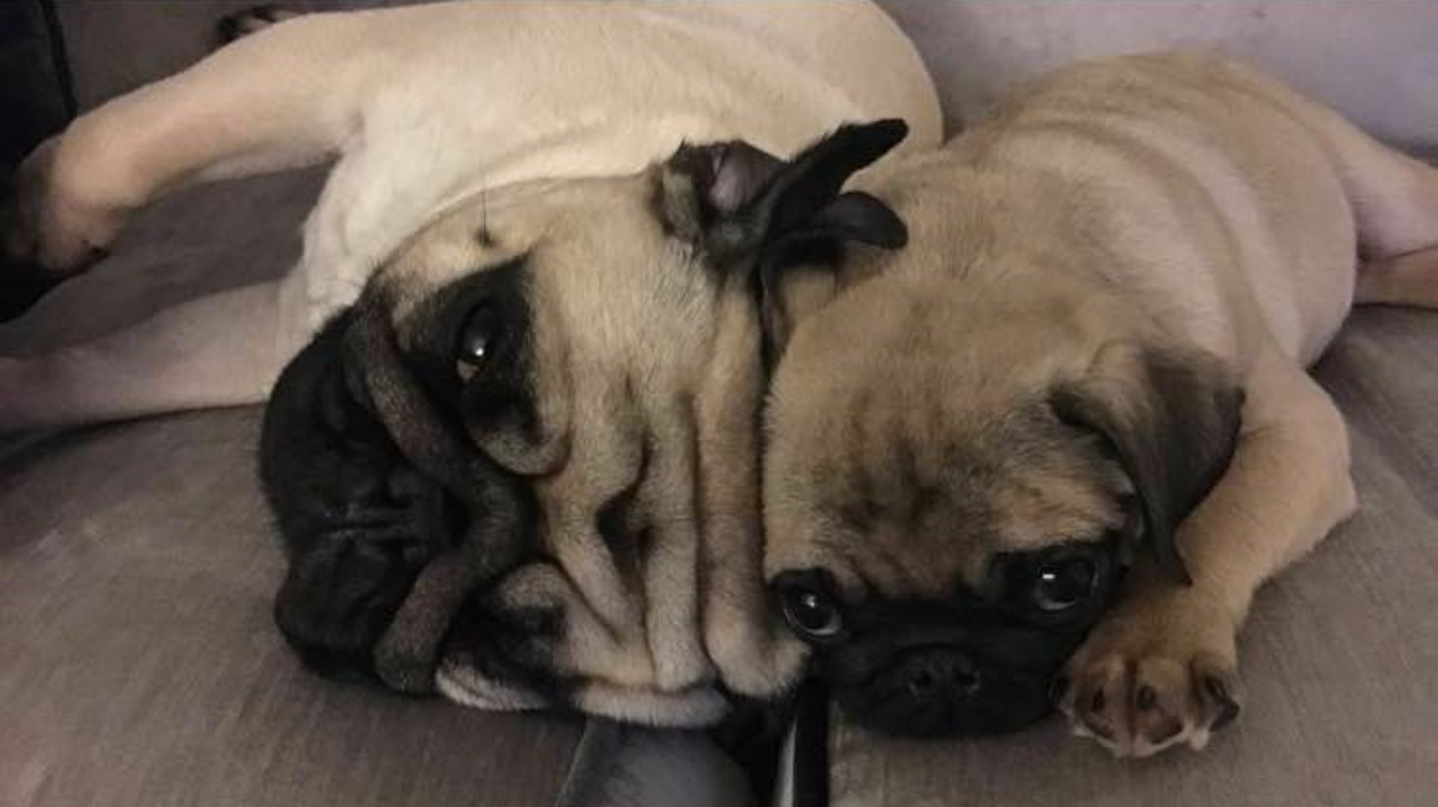 Two pugs and Mercedes stolen from address in Prescot | ITV News Granada