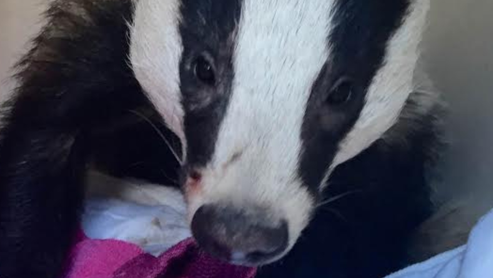 Badger walks along street and into cobbler's shop | ITV News Meridian