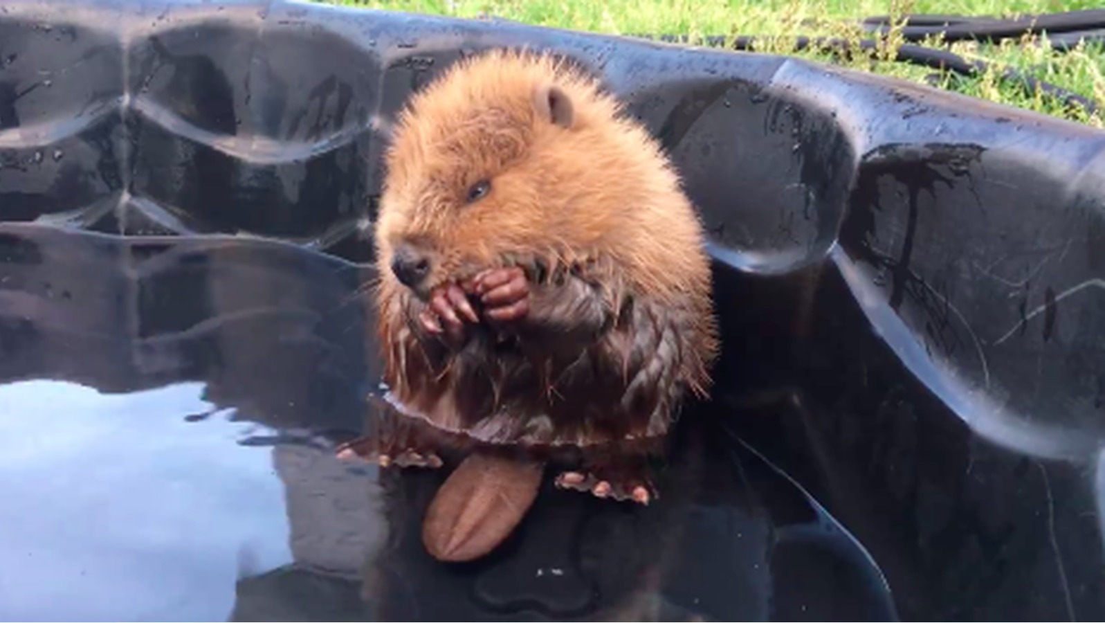 Injured baby beaver in heart-warming recovery video | ITV News