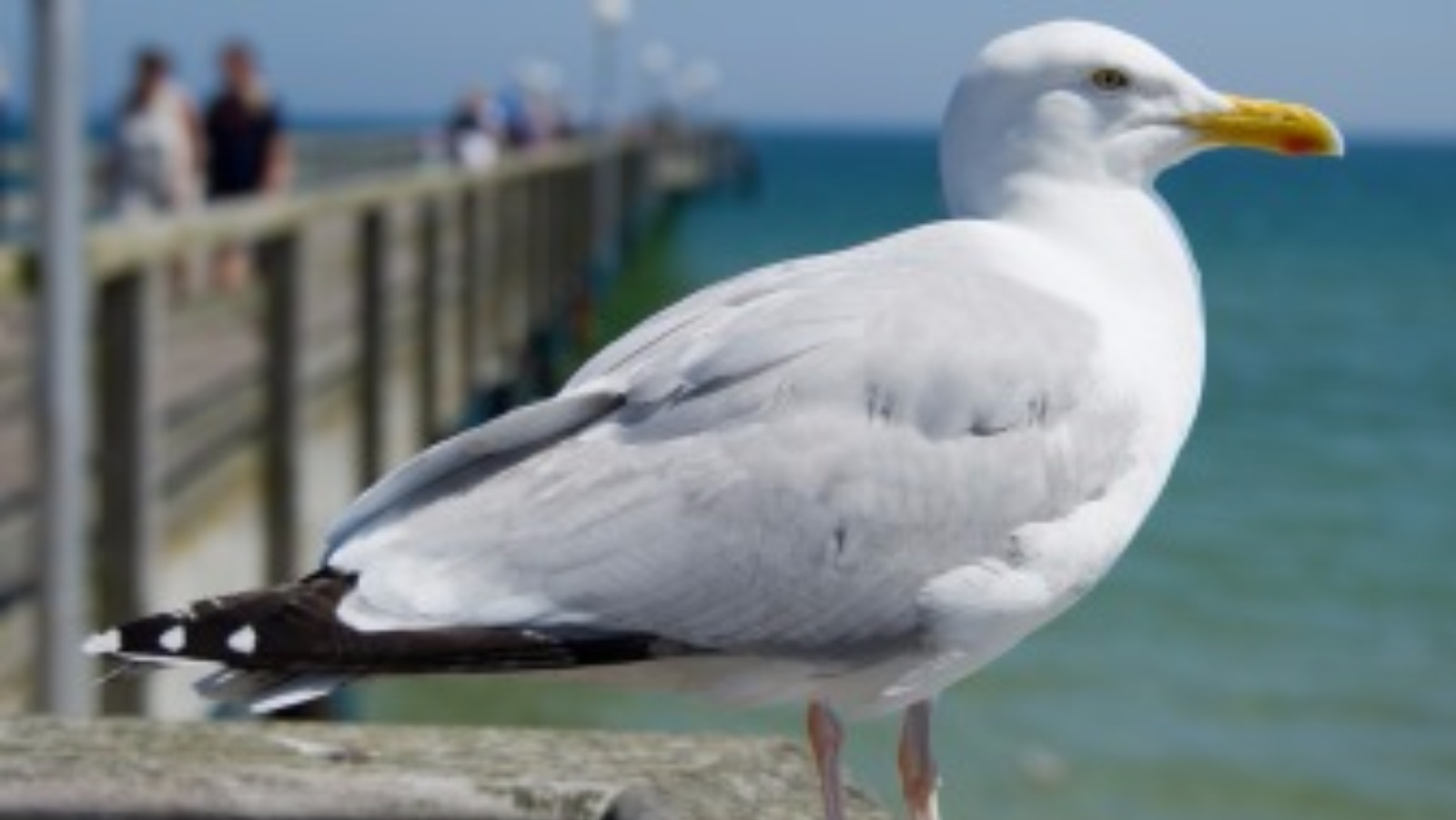 Gull stoned to death in Guernsey | ITV News Channel