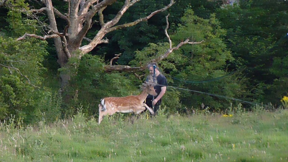 Life-saving rescue for deer | ITV News Meridian