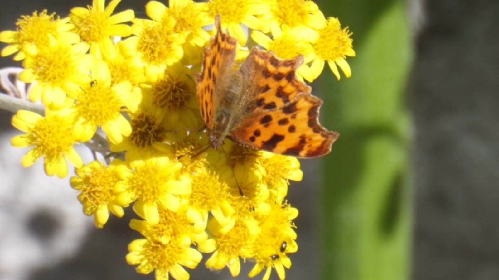 Anglia Weather: Increasingly cloudy, patchy light rain later | ITV News ...