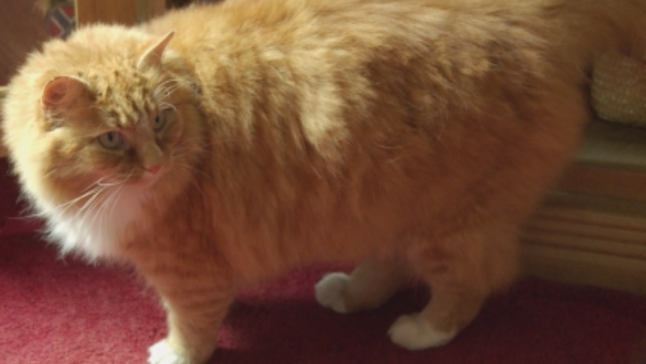Galashiels cat nominated for national rescue award | ITV News Border