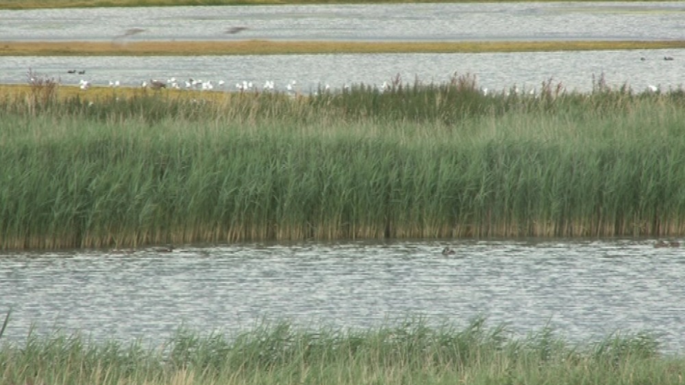 Norfolk marshland to become nature reserve | ITV News Anglia