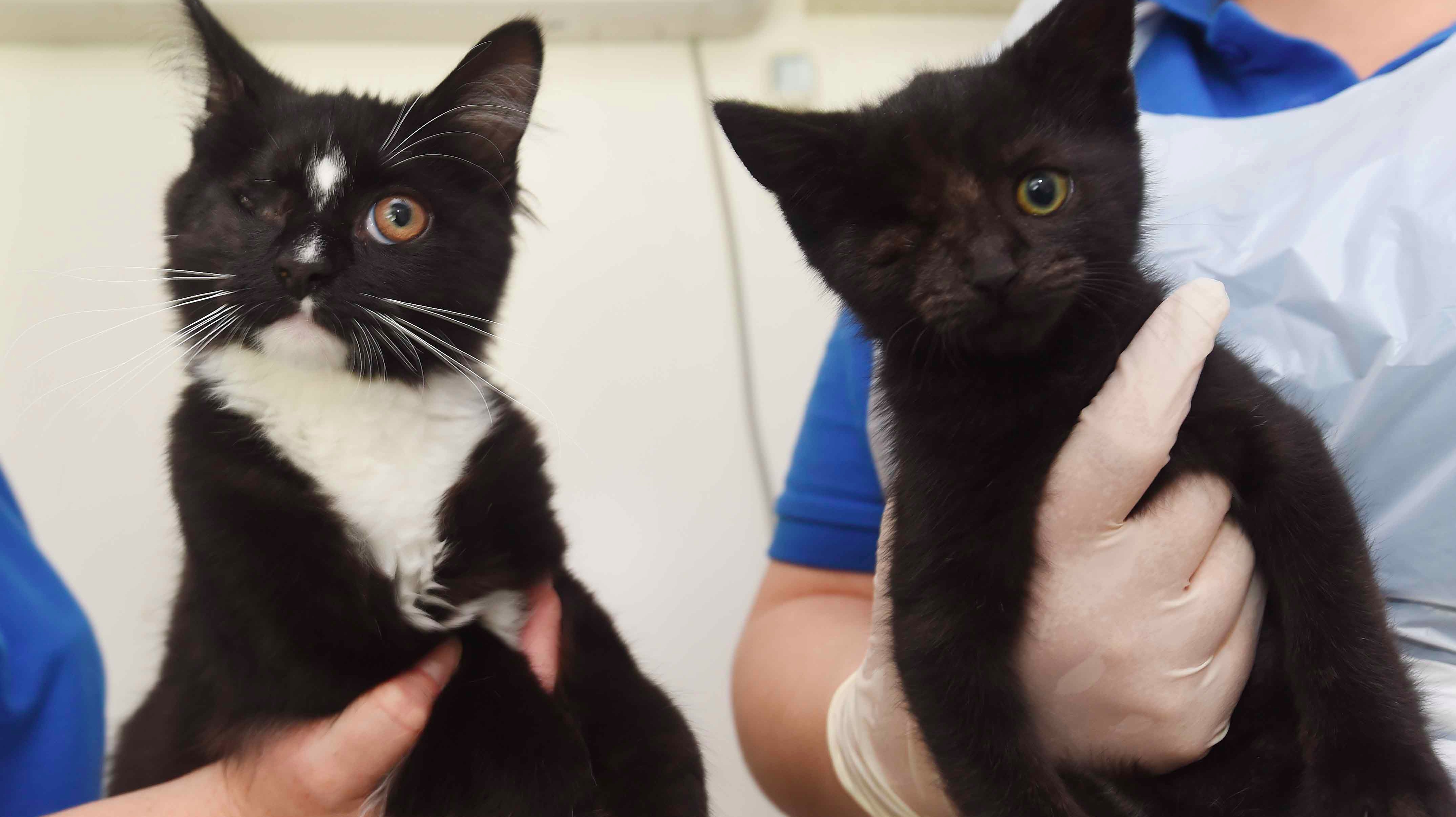 The abandoned one-eyed cats that are in need of a new home | ITV News ...