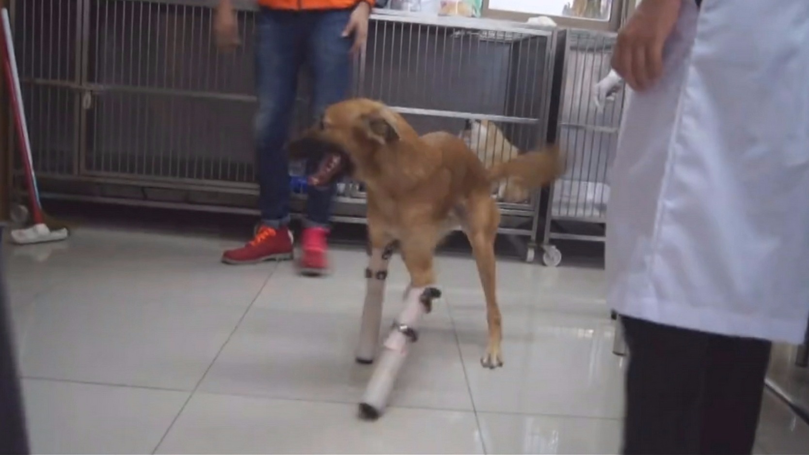Dog who had legs cut off takes first steps on prosthetics | ITV News