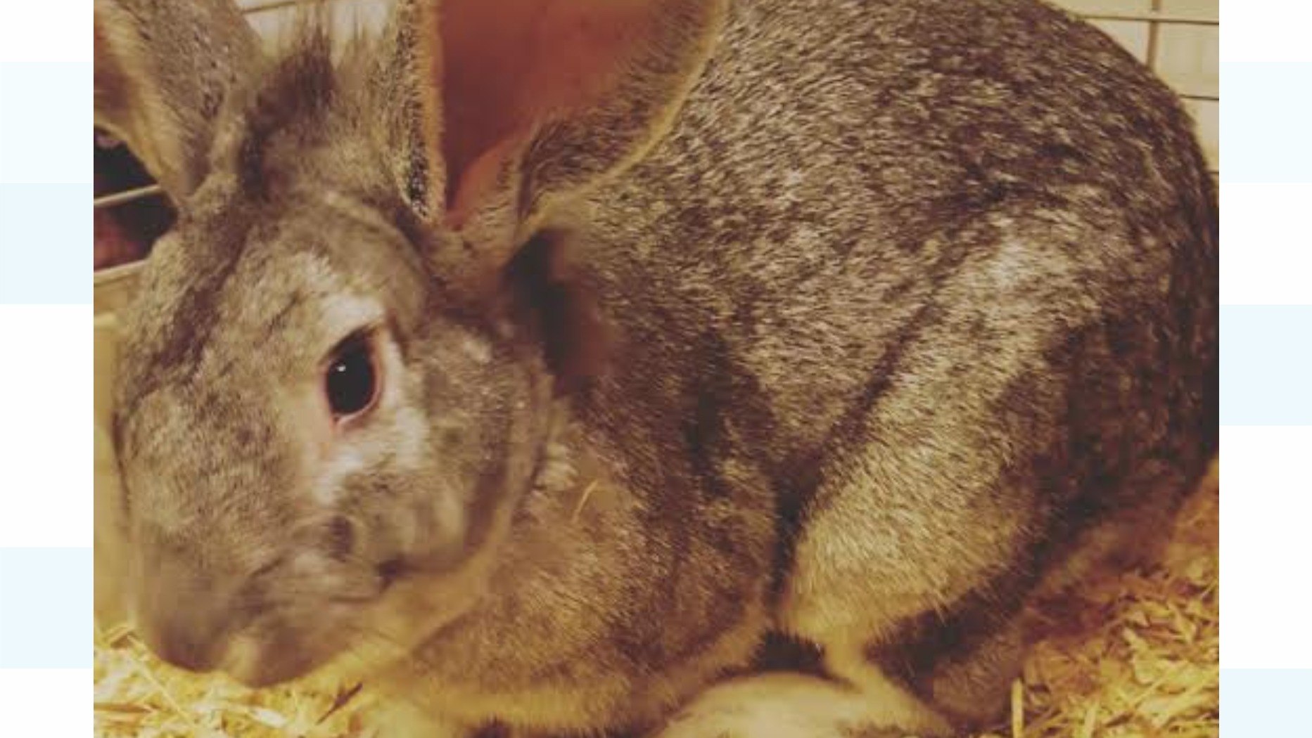 Owner 'broken-hearted' after rabbits suffer broken legs | ITV News Central