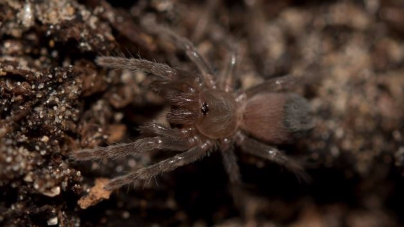 Hundreds of rare tarantula spiders hatch at Chester Zoo | ITV News