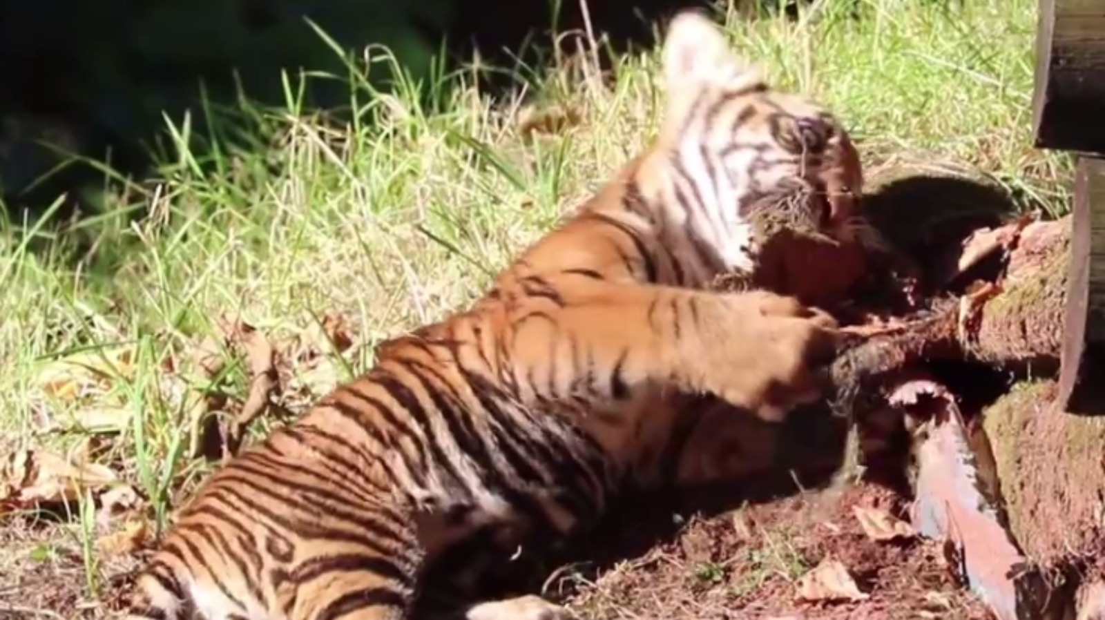 Video footage of rare tiger cub released | ITV News West Country