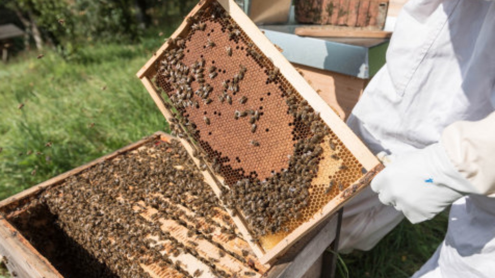 Lancashire-based bee control team remove 100,000 bees | ITV News Granada