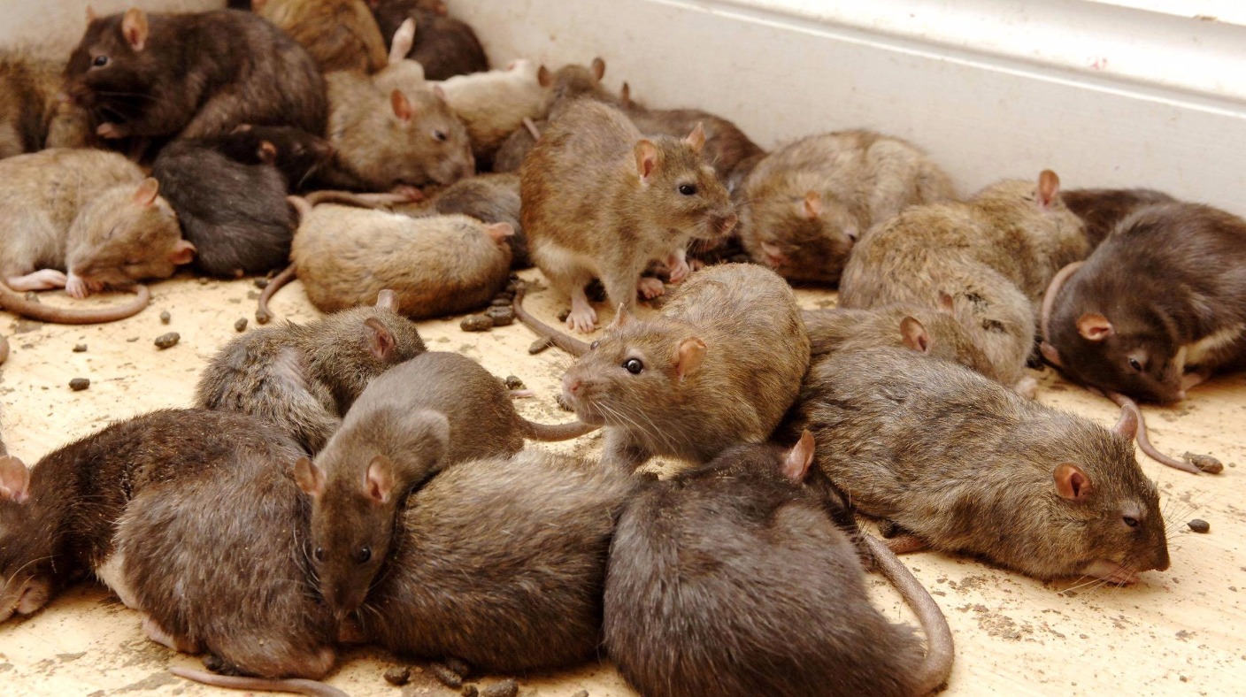 Rats removed from Isles of Scilly due to threat to native wildlife ...