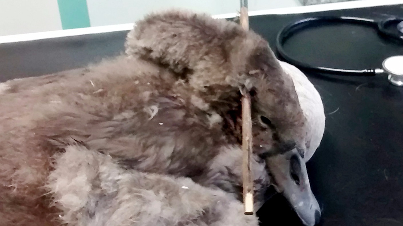 Swan escapes brain injuries by 'milimetres' after being shot in the ...