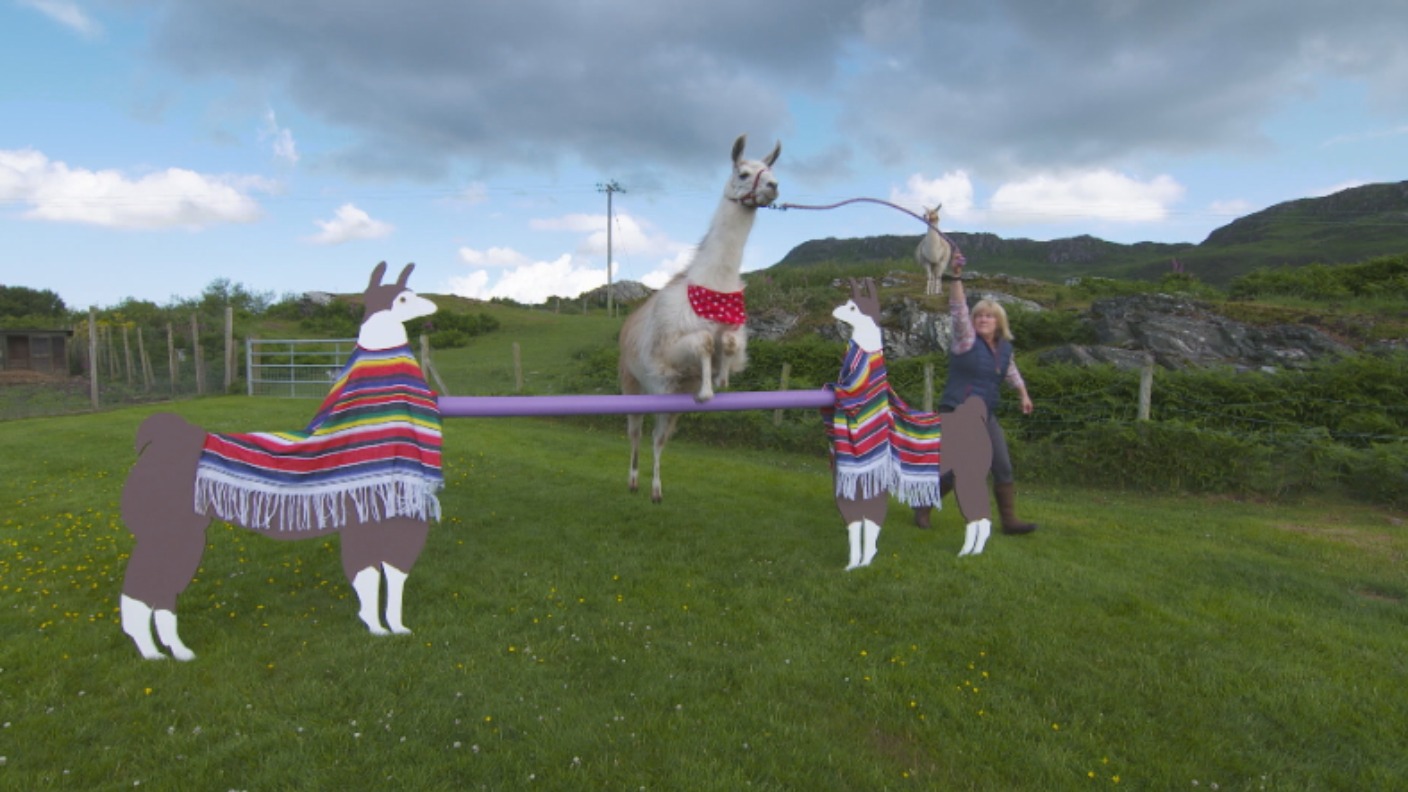 See Caspa Jump! Meet the llama that's set a big world record | ITV News ...
